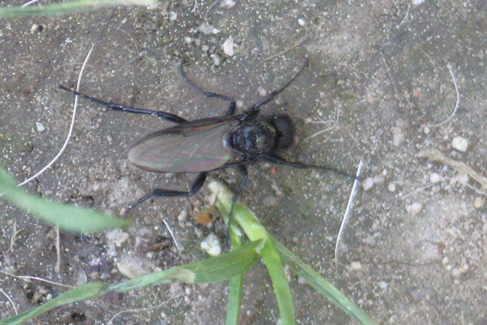 Was ist das bitte für ein Insekt? (Insekten, Insektenbestimmung)