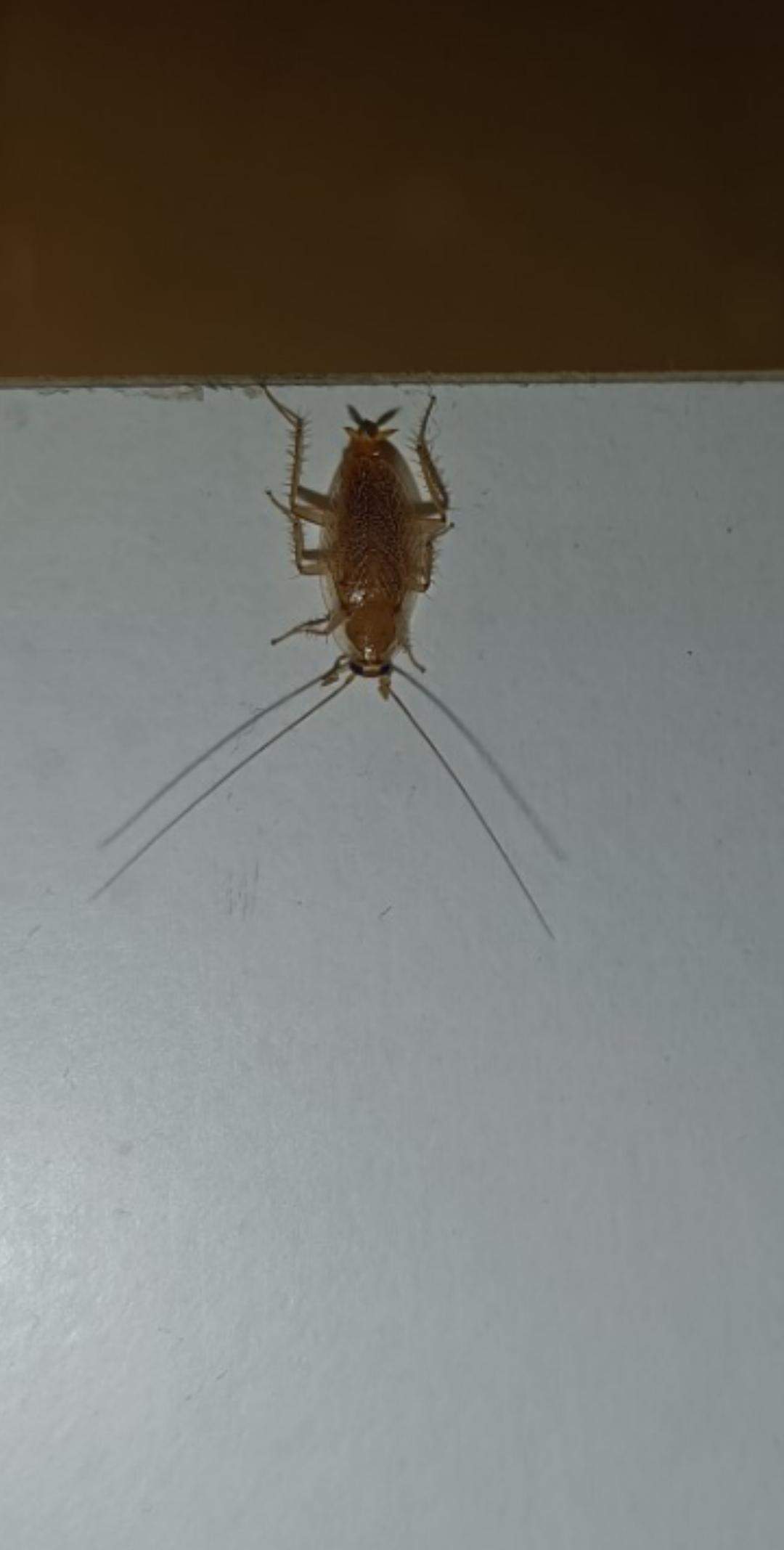 Was ist das? Eine deutsche Schabe? (Insekten, Schädlinge ...