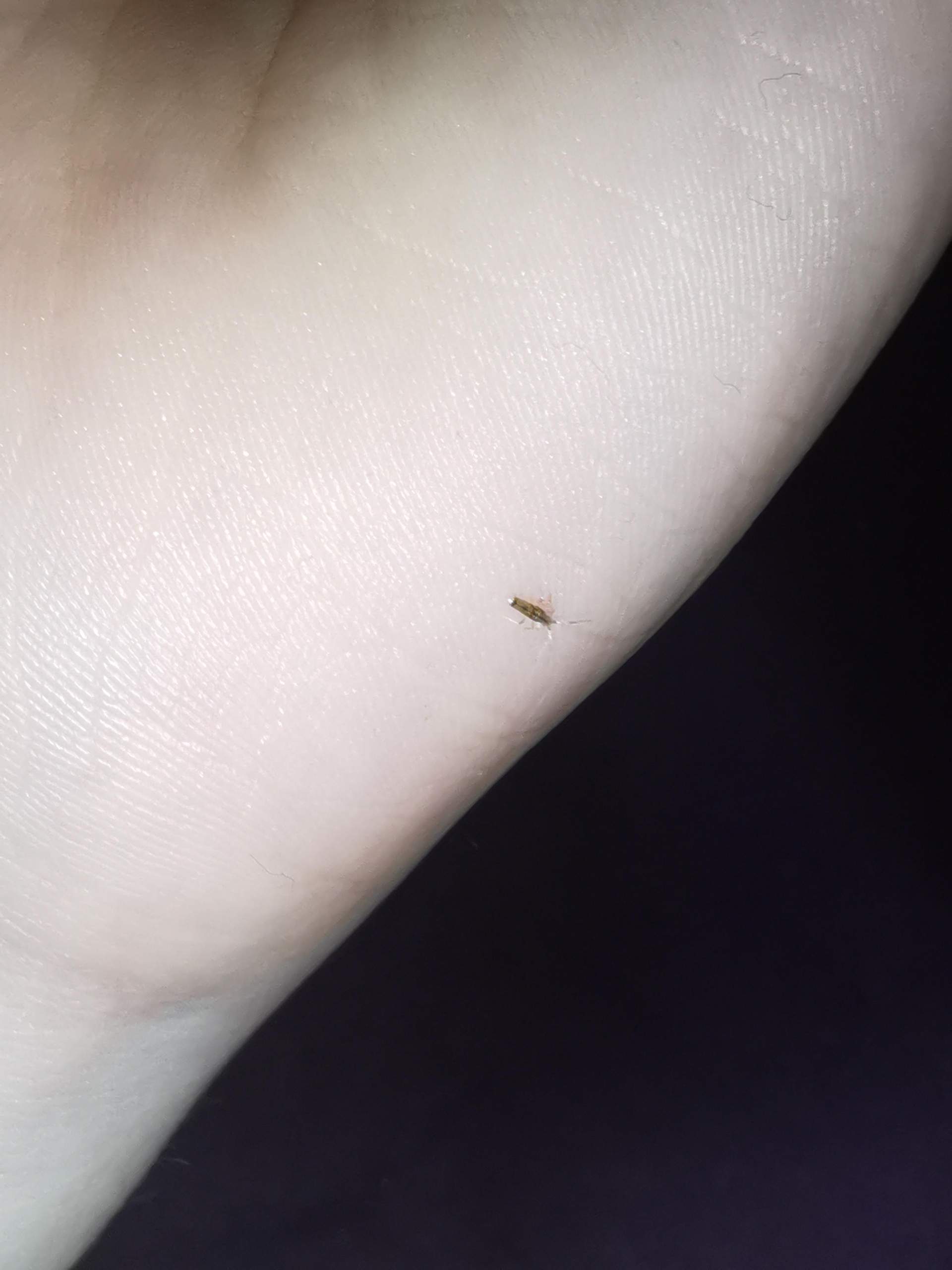 Was ist das? Floh? Laus? (Tiere, Insekten, Käfer)