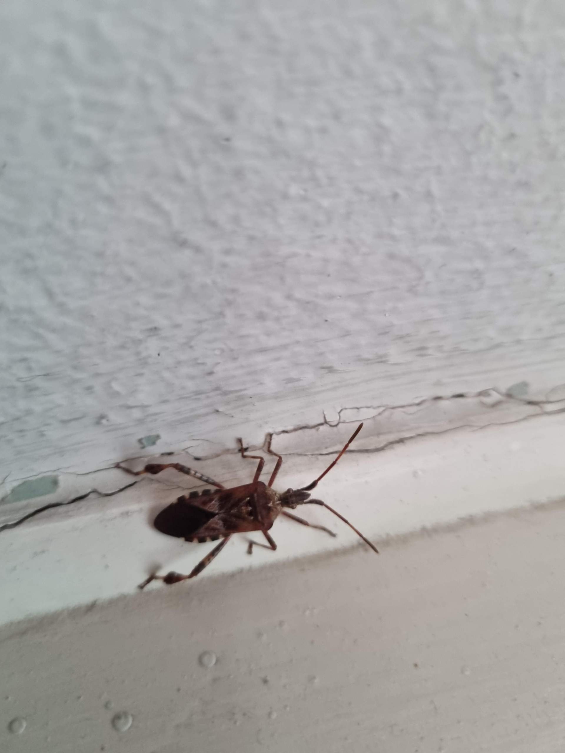 Was ist das fűr eine Wanze? (Biologie, Insekten, Wanzen)