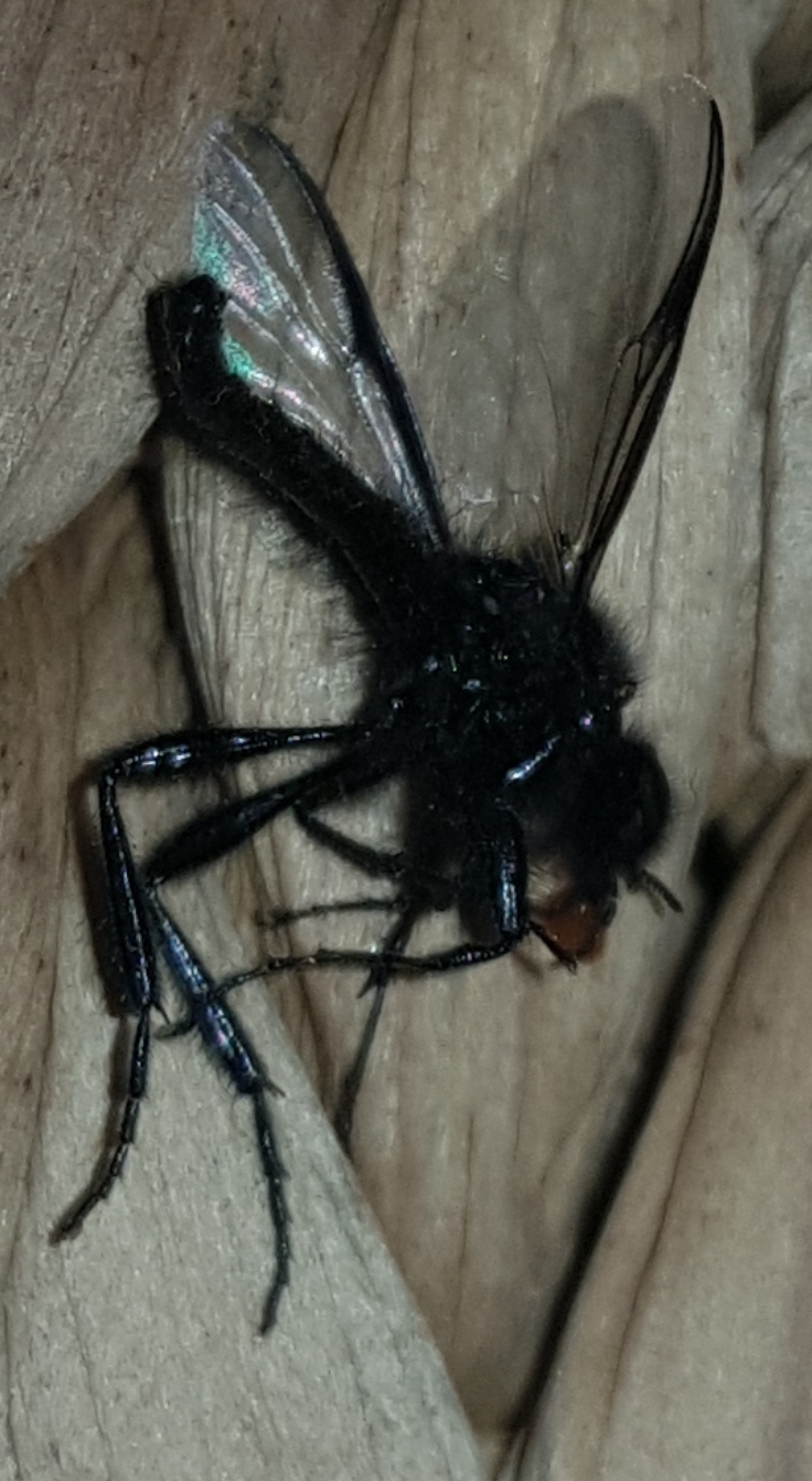 Was ist das für ein Insekt schwarz und behaart und größer als eine 1cm ...