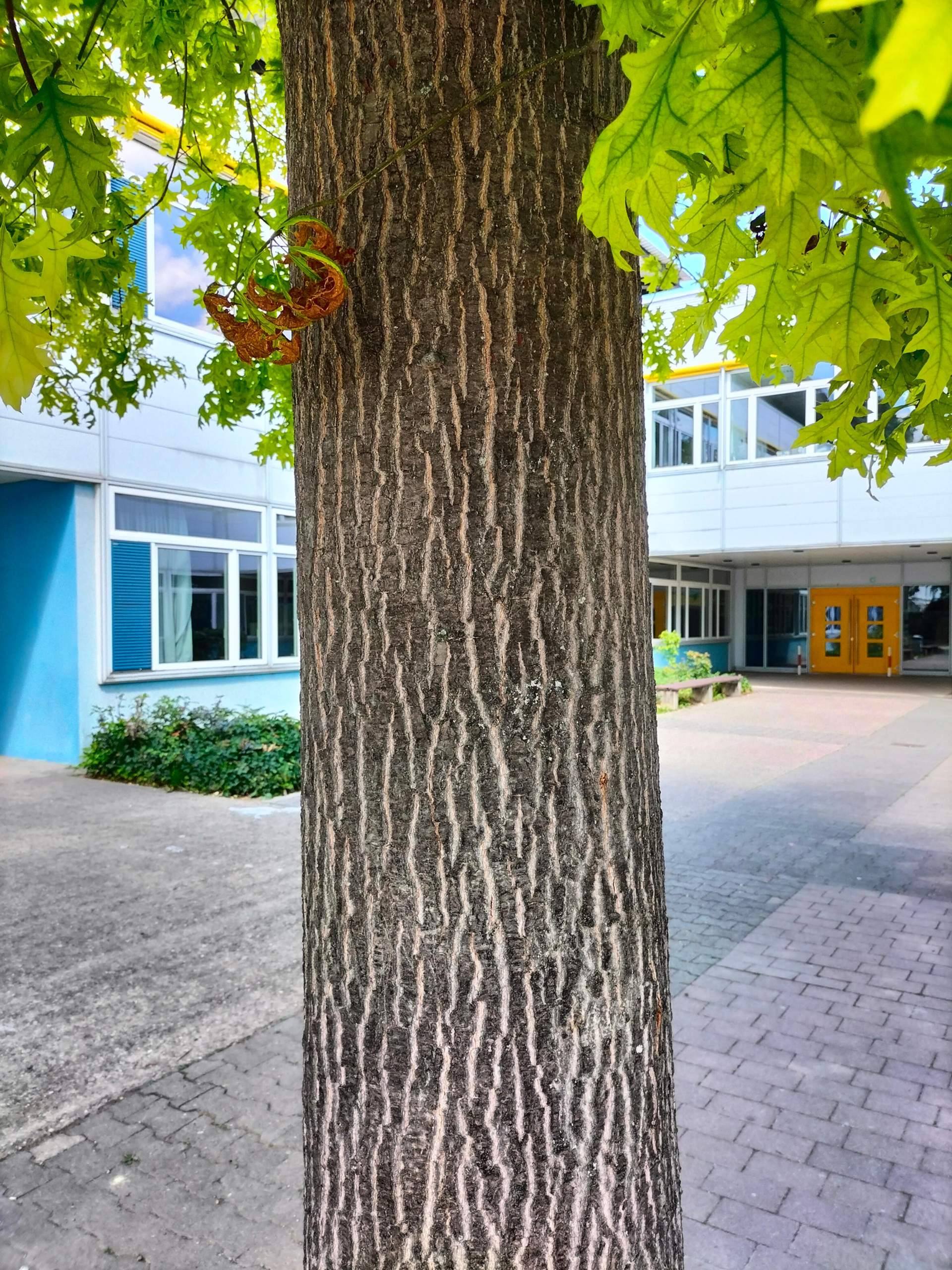 Was ist das für ein Baum? (Pflanzen)