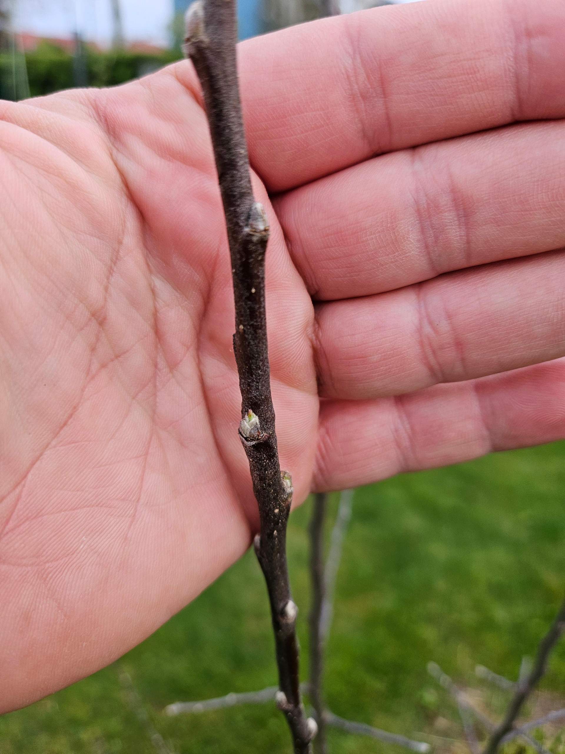 Was ist das für ein Baum? (Pflanzen, Garten, Wald)