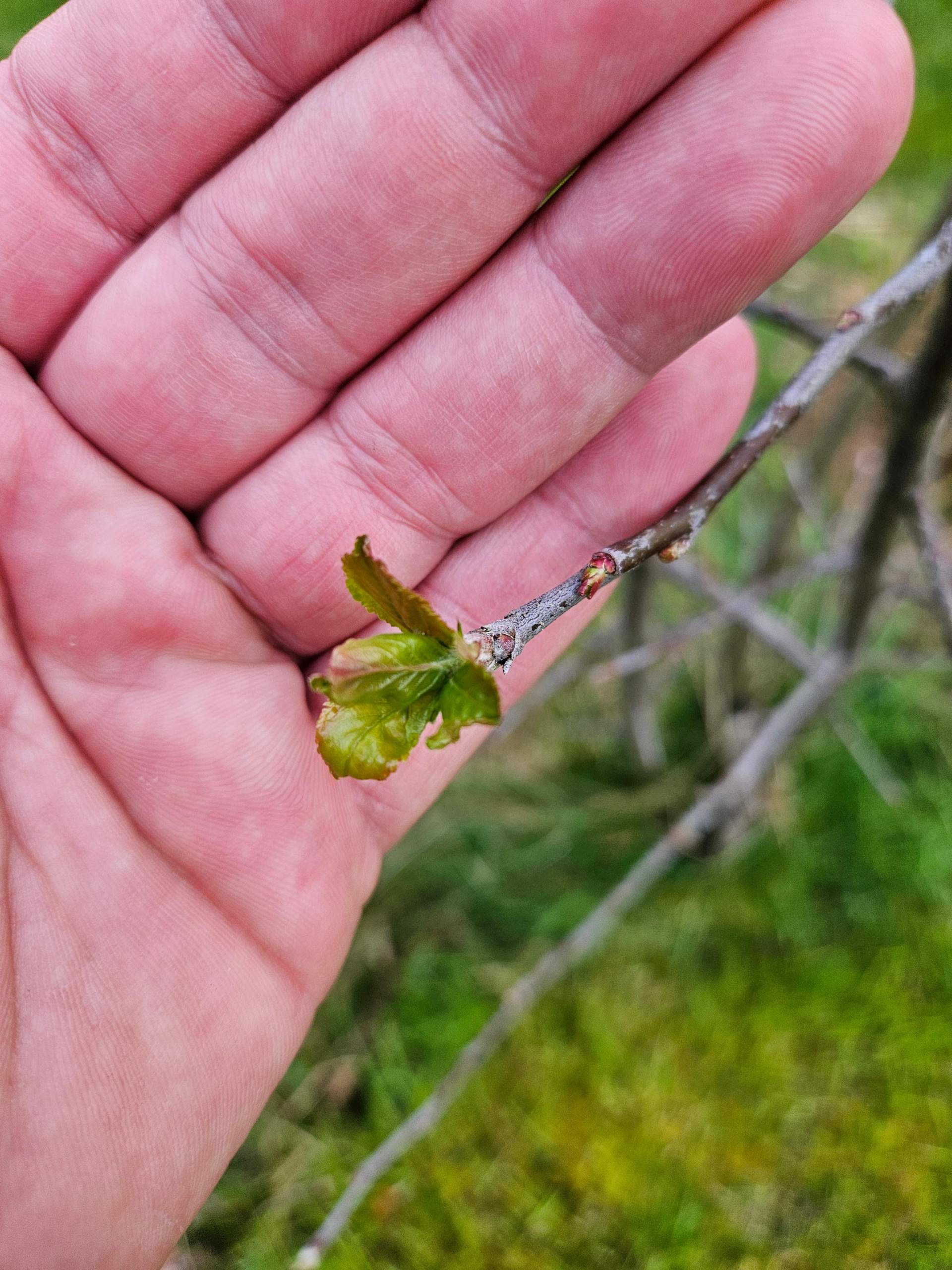 Was ist das für ein Baum? (Pflanzen, Garten, Wald)