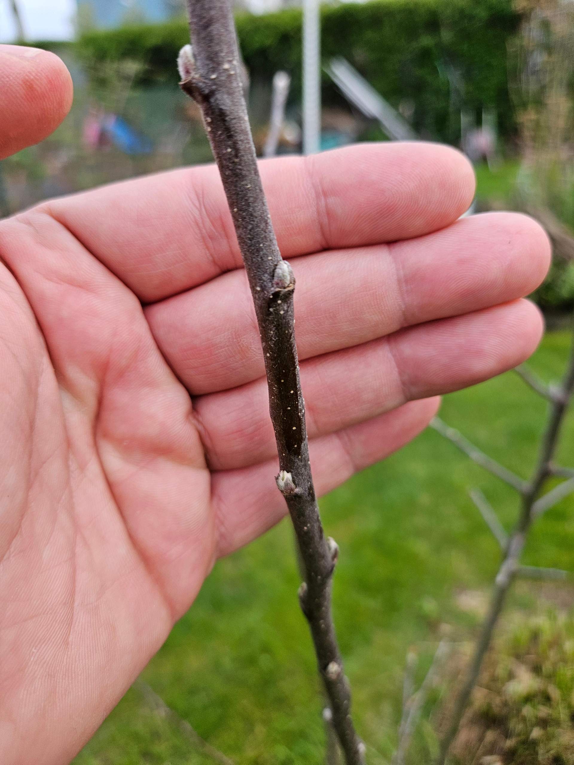 Was ist das für ein Baum? (Pflanzen, Garten, Wald)