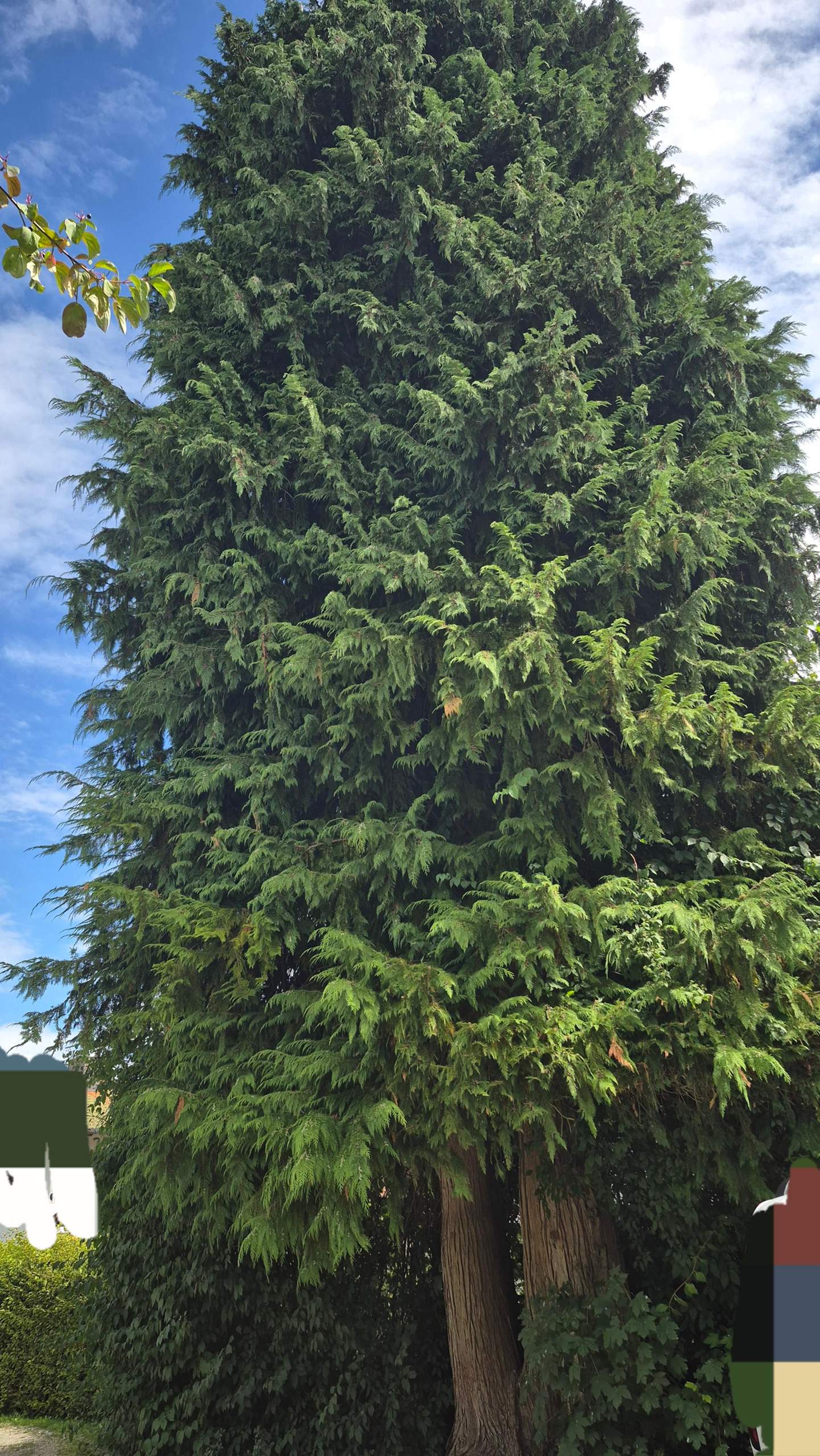 Was Ist Ein Baum