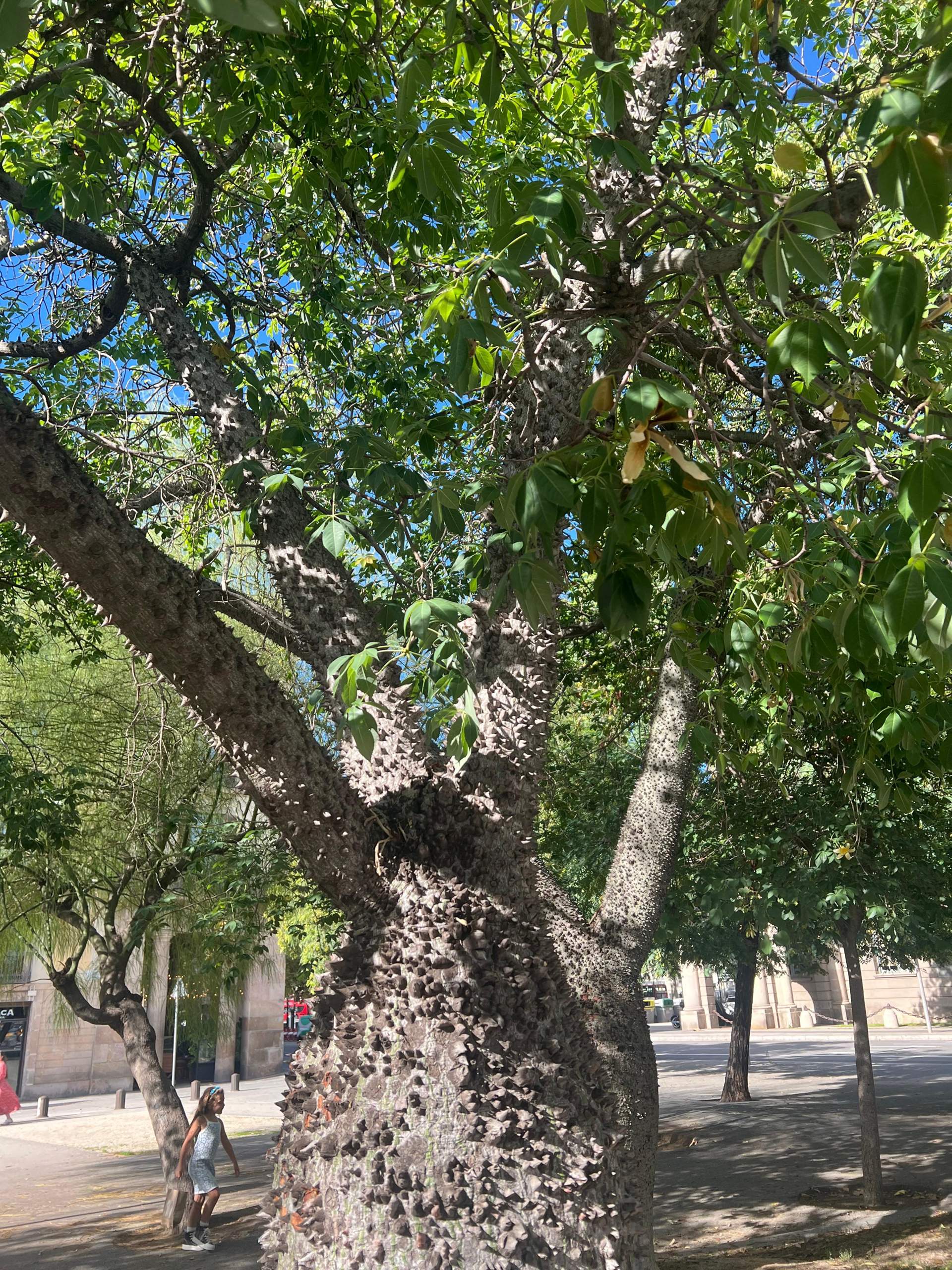 Was ist das für ein Baum? (Erde, Pflanzenpflege, Wald)