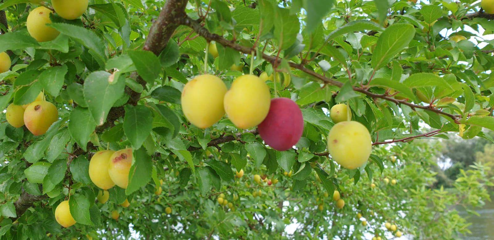 Was ist das für ein Baum und sind das für Früchte? (Pflanzen, Natur ...