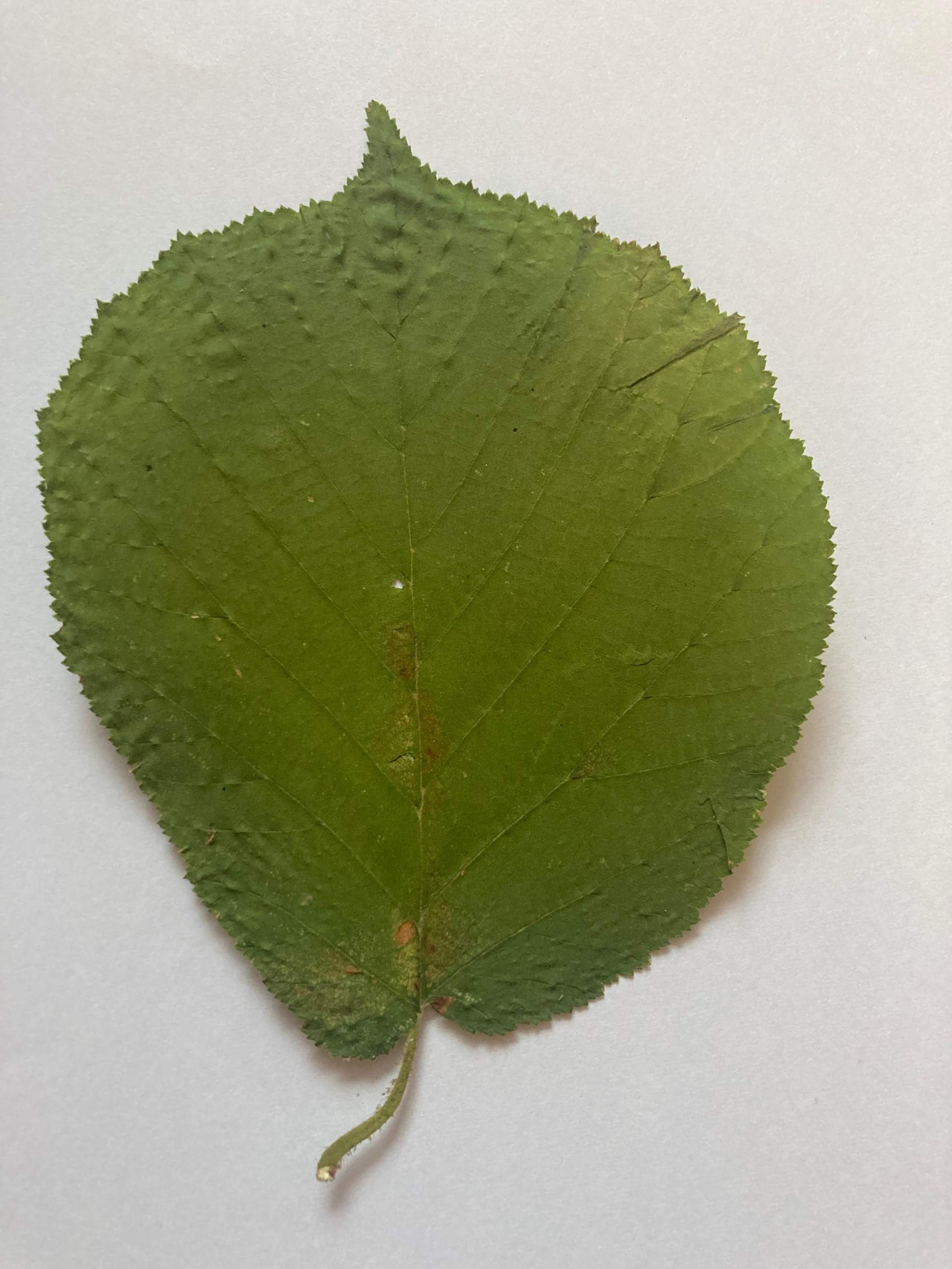Was ist das für ein Blatt? (Biologie, Natur)
