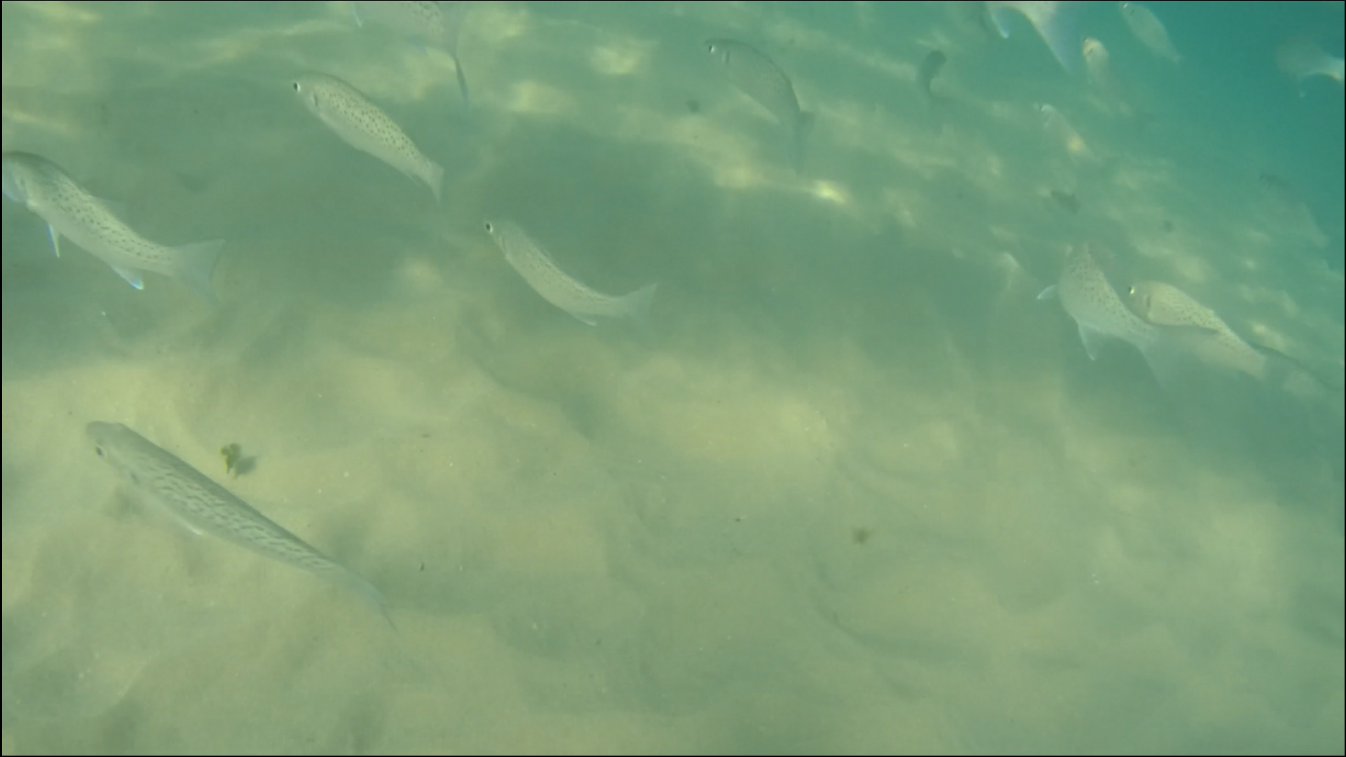 Was ist das für ein Fisch? (Wasser, Atlantik)