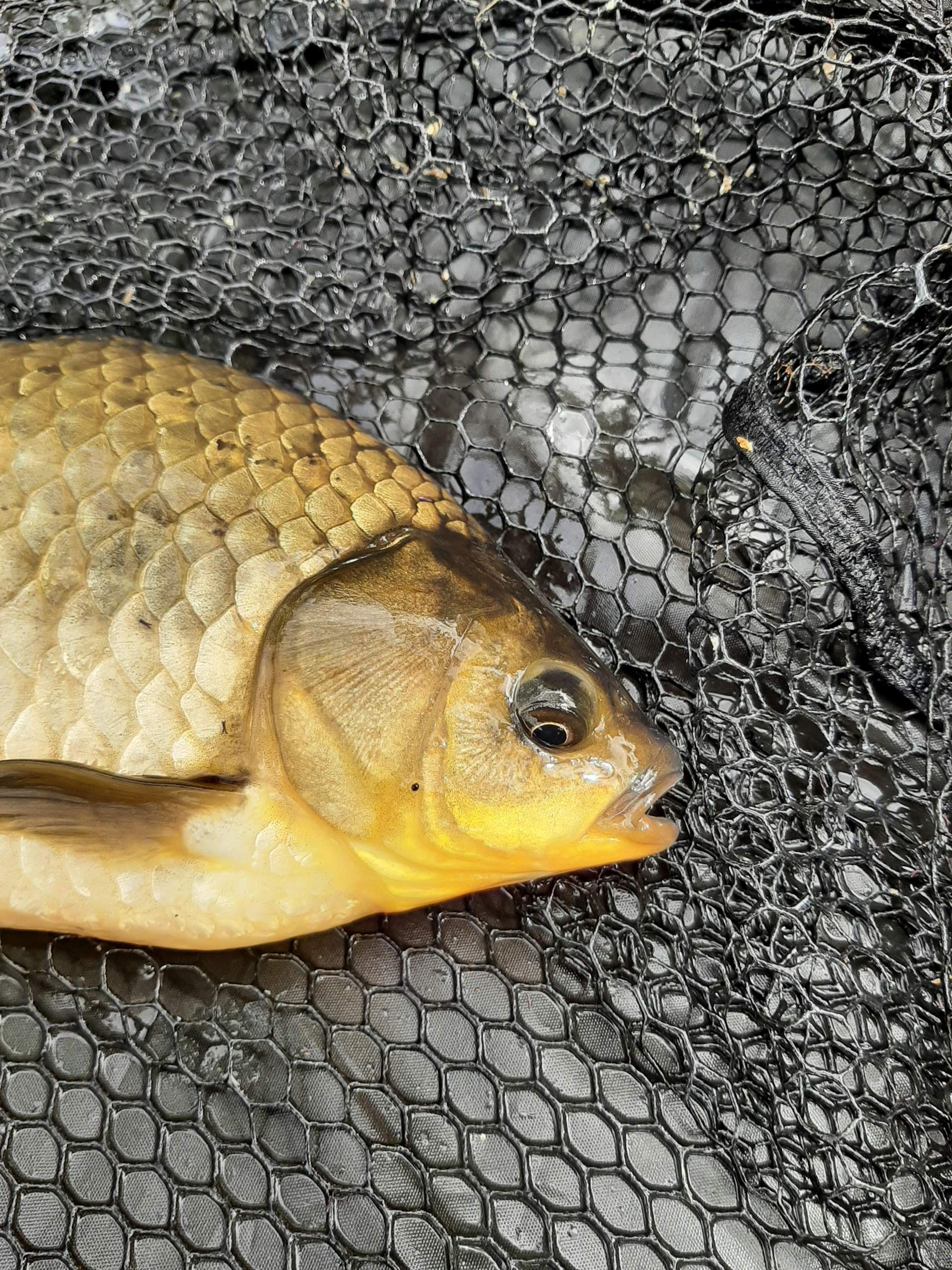 Was ist das für ein Fisch? (Tiere, Fische, angeln)