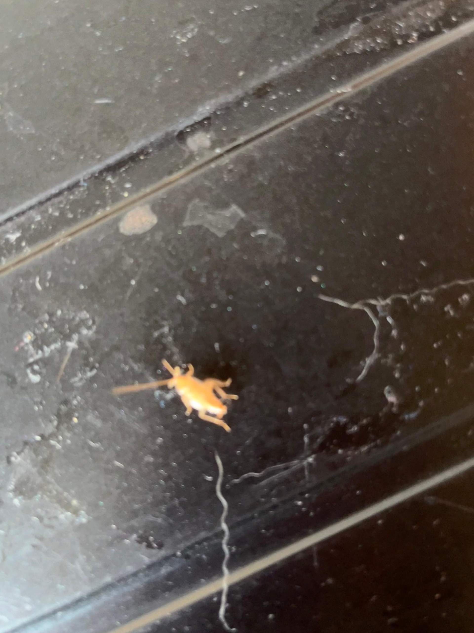 Was ist das für ein Insekt!? (Insekten, Schädlinge, Insektenbestimmung)
