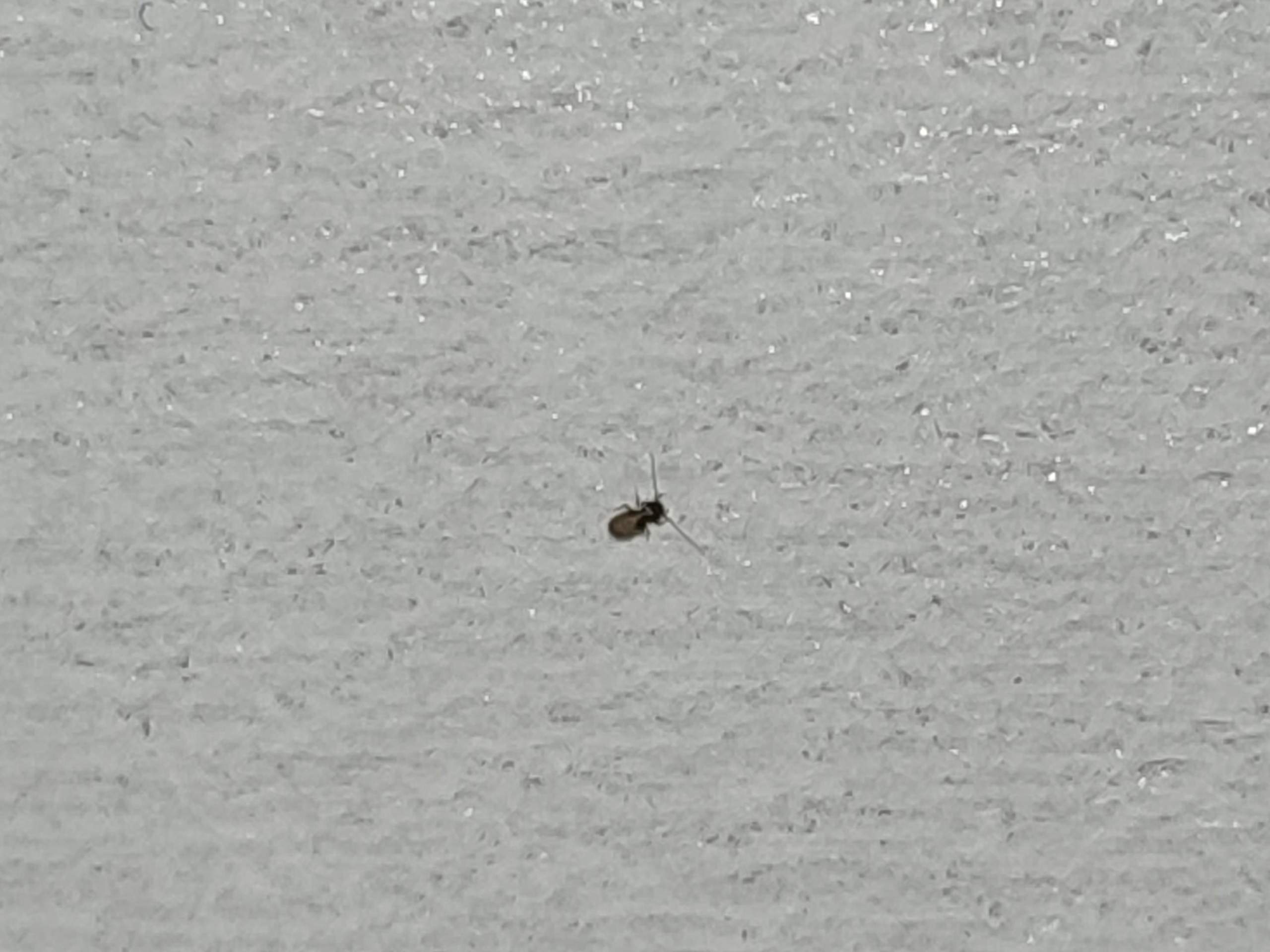 Was ist das für ein Insekt? (Insekten, Hamster, Schädlinge)