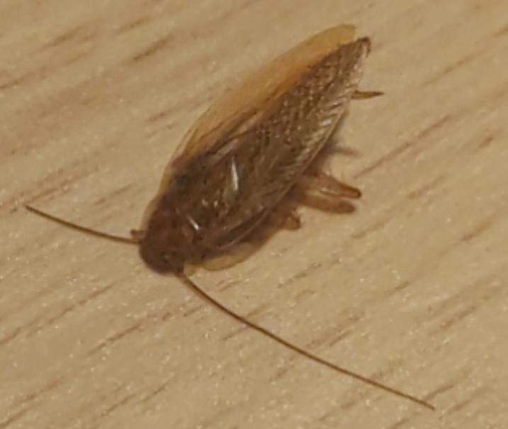 Was ist das für ein Insekt? (Insekten, Schädlinge, Ungeziefer)