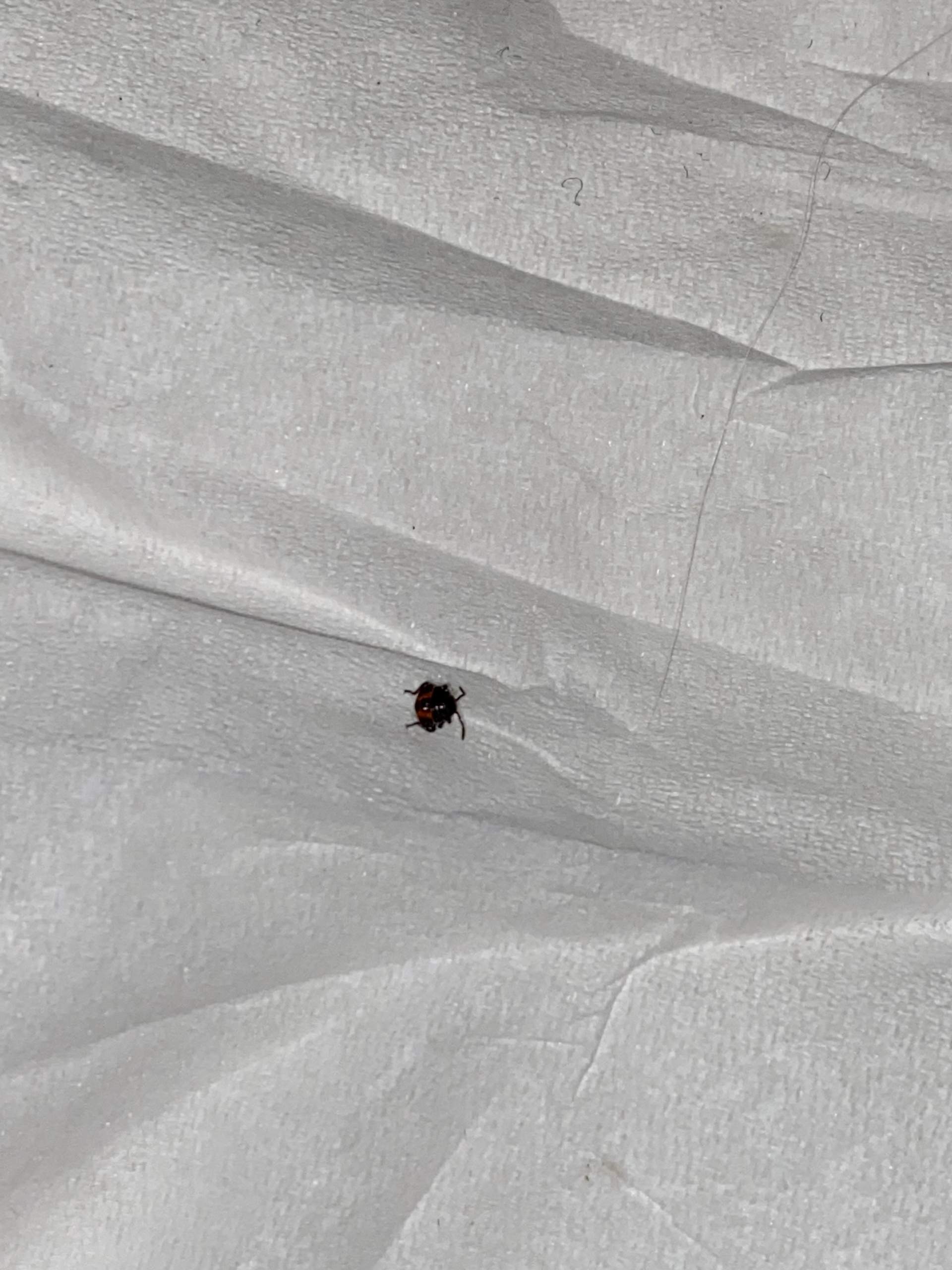 Was ist das für ein Insekt? (Insekten, Schädlinge, Ungeziefer)
