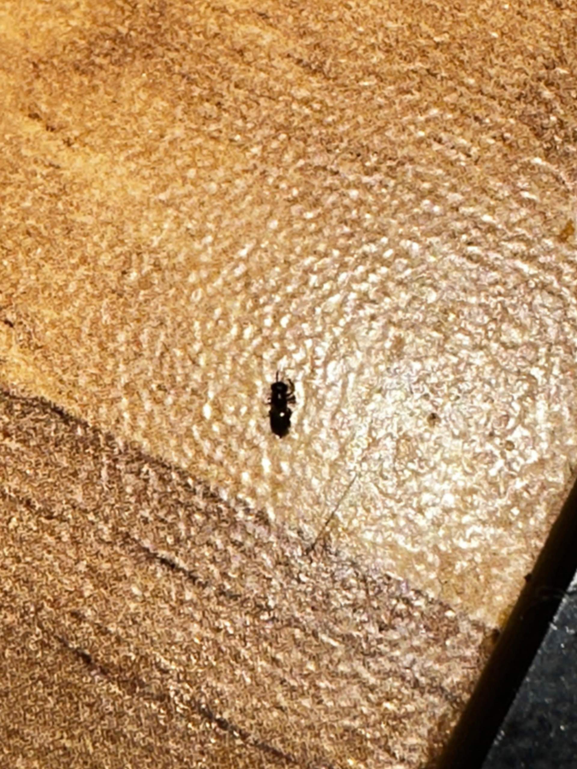 Was ist das für ein Insekt? (Küche, Schädlinge, Insektenbestimmung)