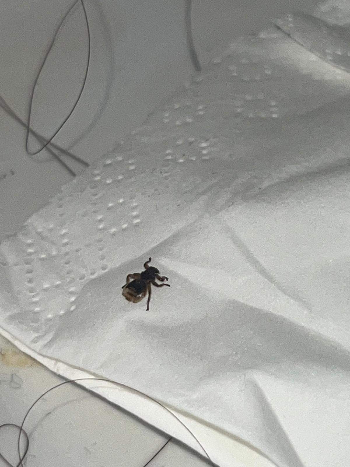 Was ist das für ein Insekt? (Tiere, Insekten)