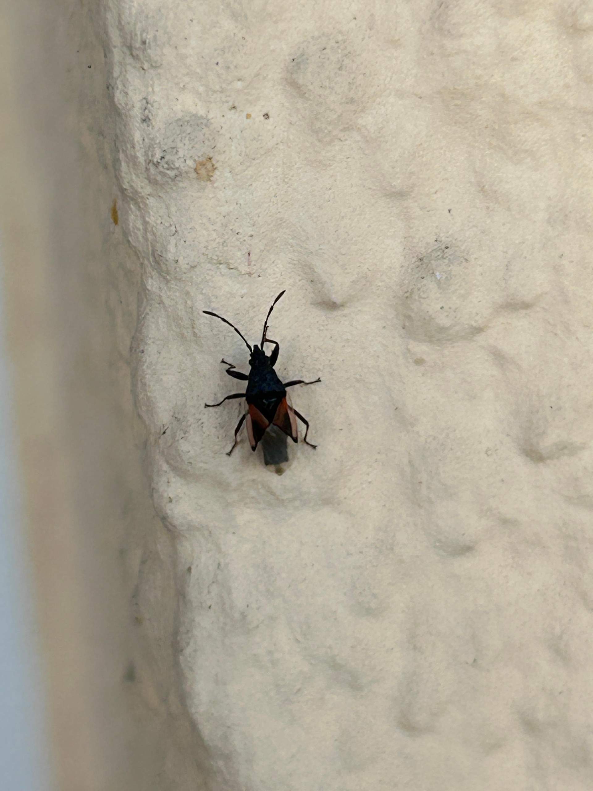 Was ist das für ein Insekt? (Insekten, Käfer, Insektenbestimmung)