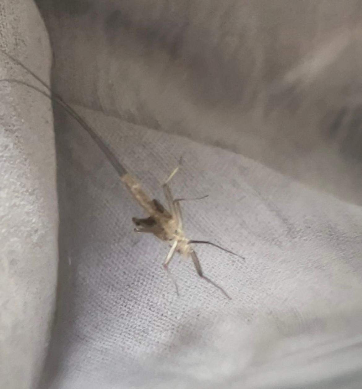 Was ist das für ein Insekt? (Insekten, Ungeziefer, Insektenbestimmung)
