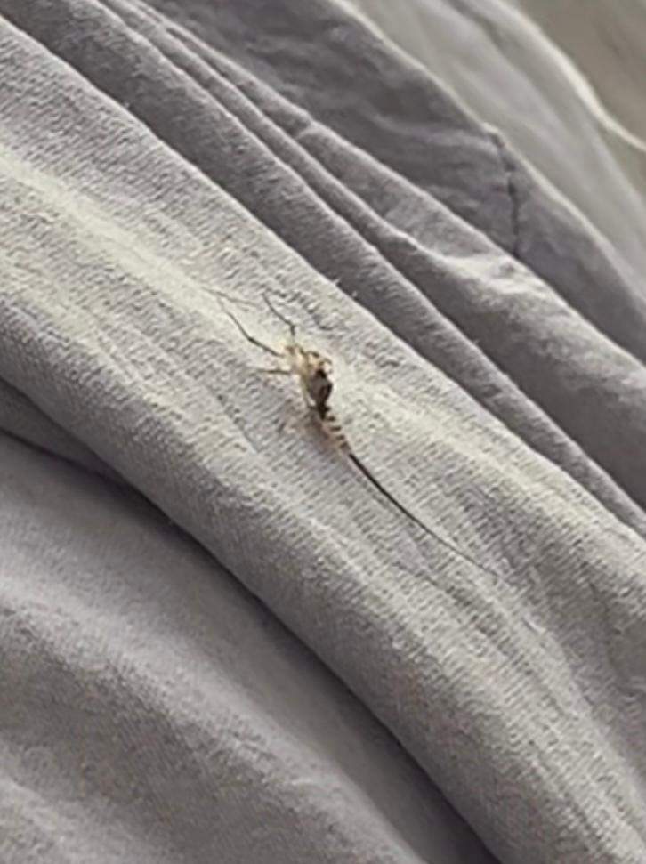 Was ist das für ein Insekt? (Insekten, Ungeziefer, Insektenbestimmung)