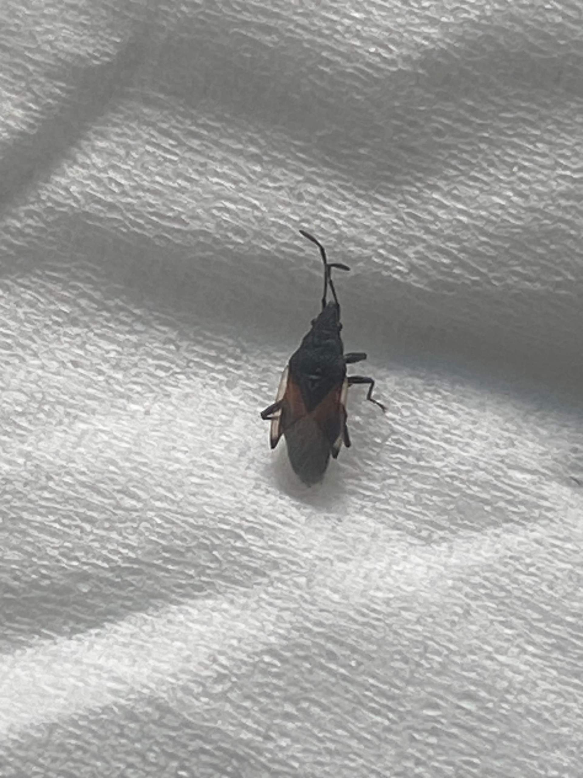 Was ist das für ein Insekt? (Insekten, Schädlinge)