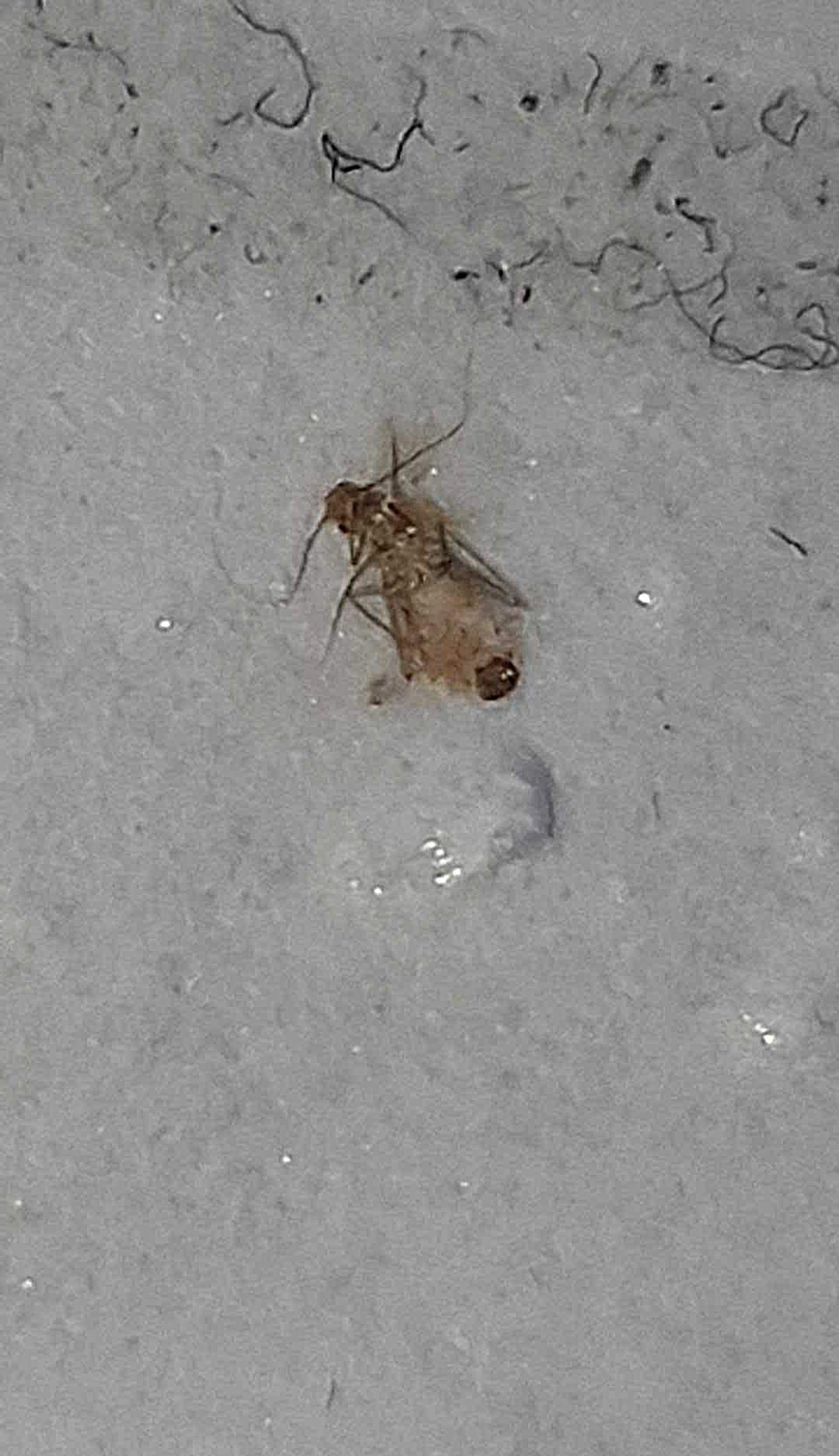 Was ist das für ein Insekt? (Insekten, Ungeziefer)