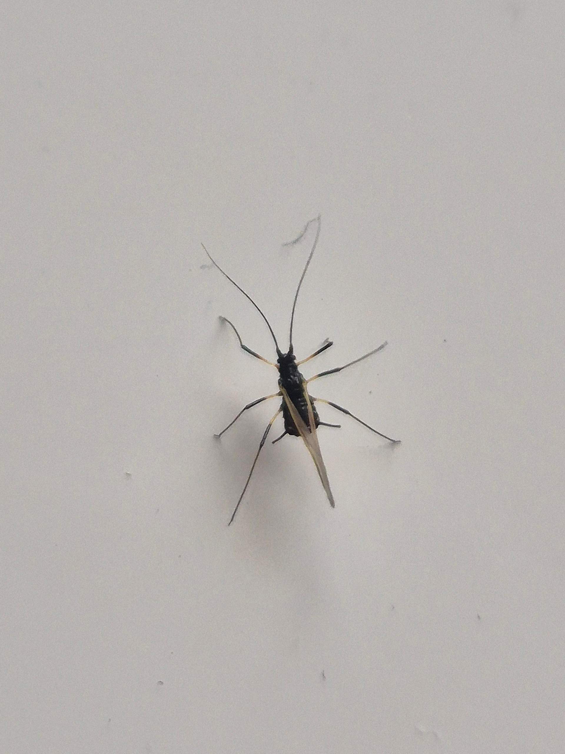 Was ist das für ein Insekt? (Tiere, Insekten, Ungeziefer)