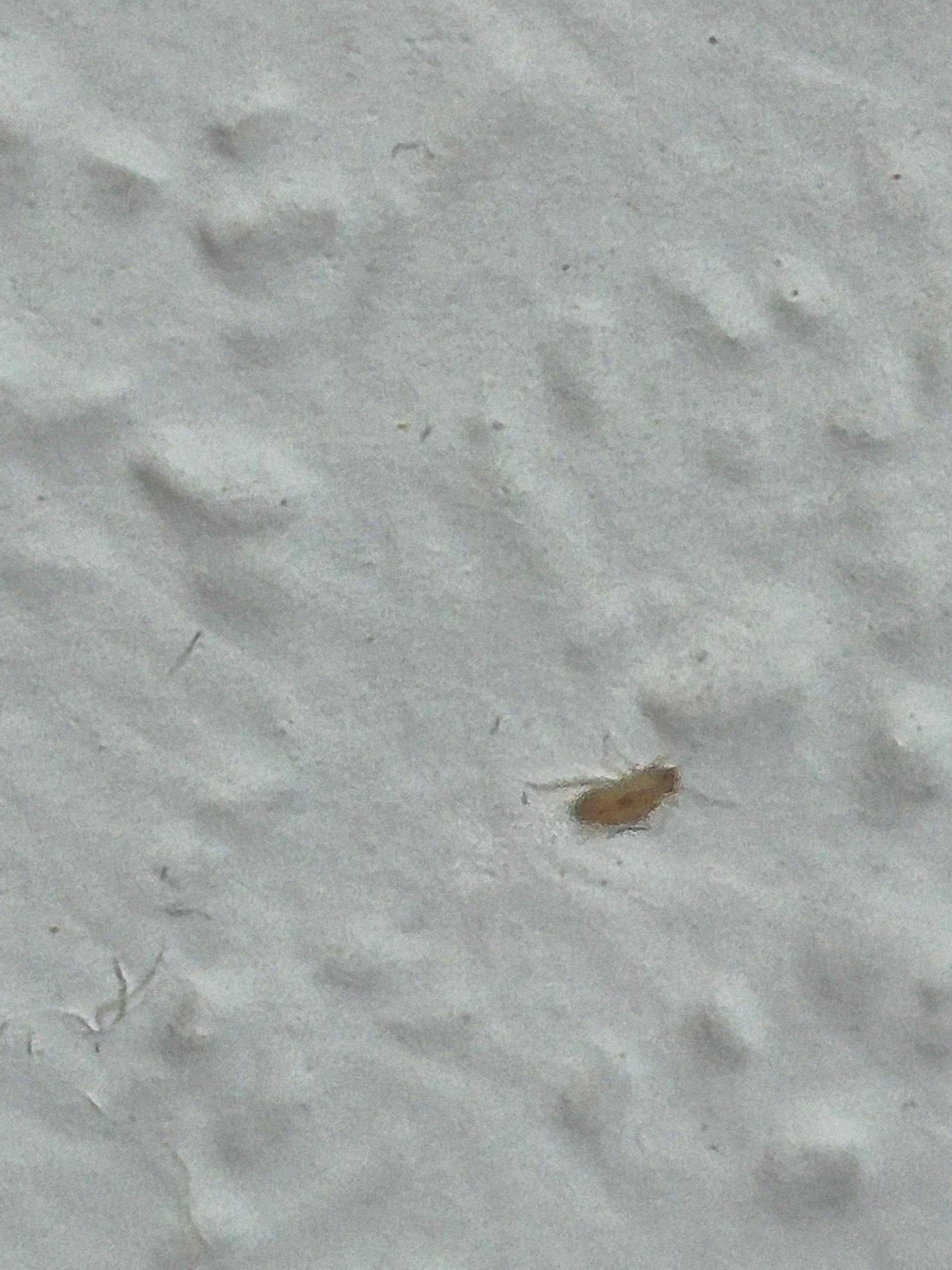 Was ist das für ein Insekt? (Insekten, Käfer)