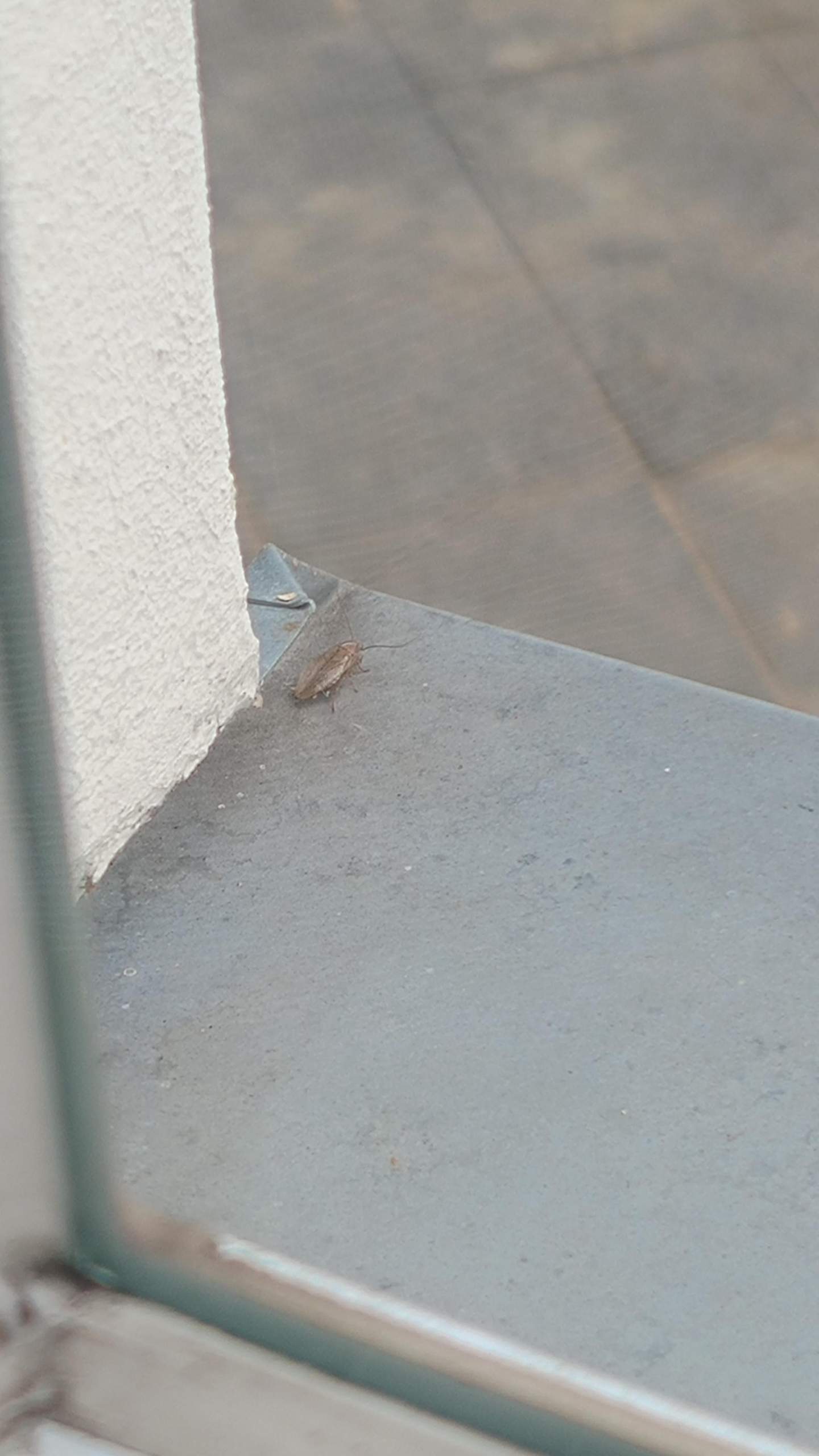 Was ist das für ein Insekt? (Insekten, Schädlinge, Ungeziefer)