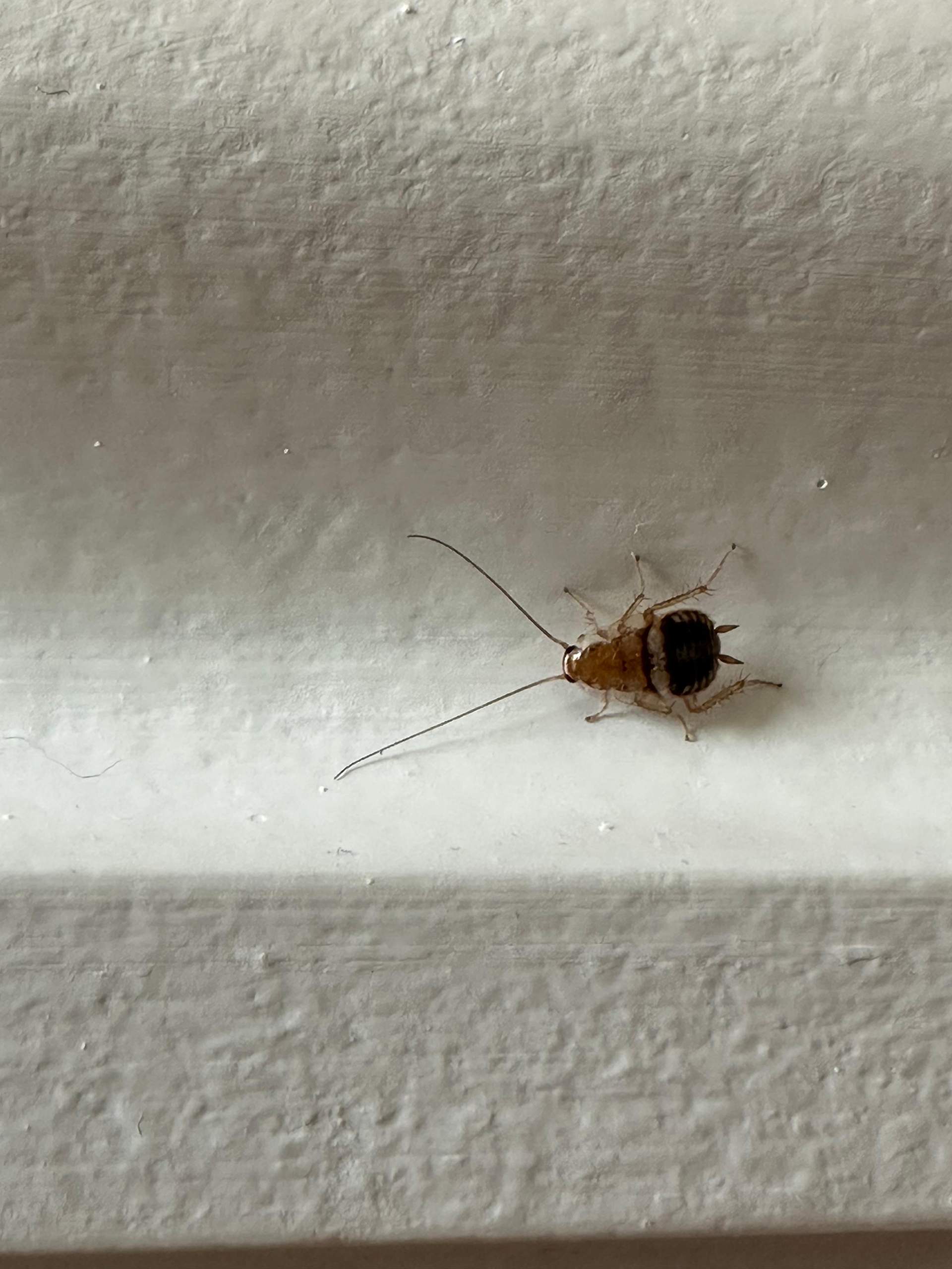 Was ist das für ein Insekt? (Insekten, Schädlinge, Ungeziefer)