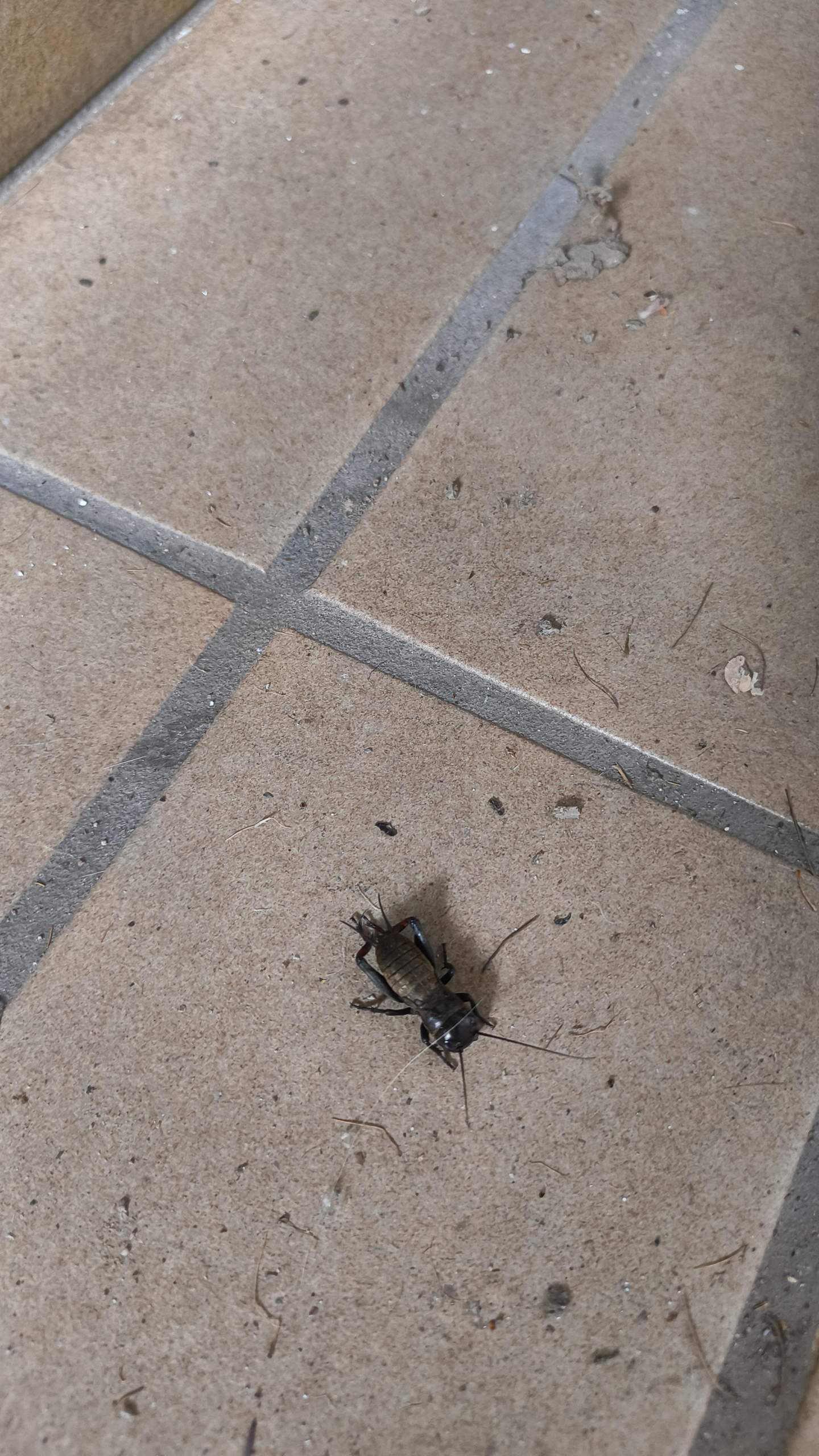 Was ist das für ein Insekt? (Insekten, Insektenbestimmung)