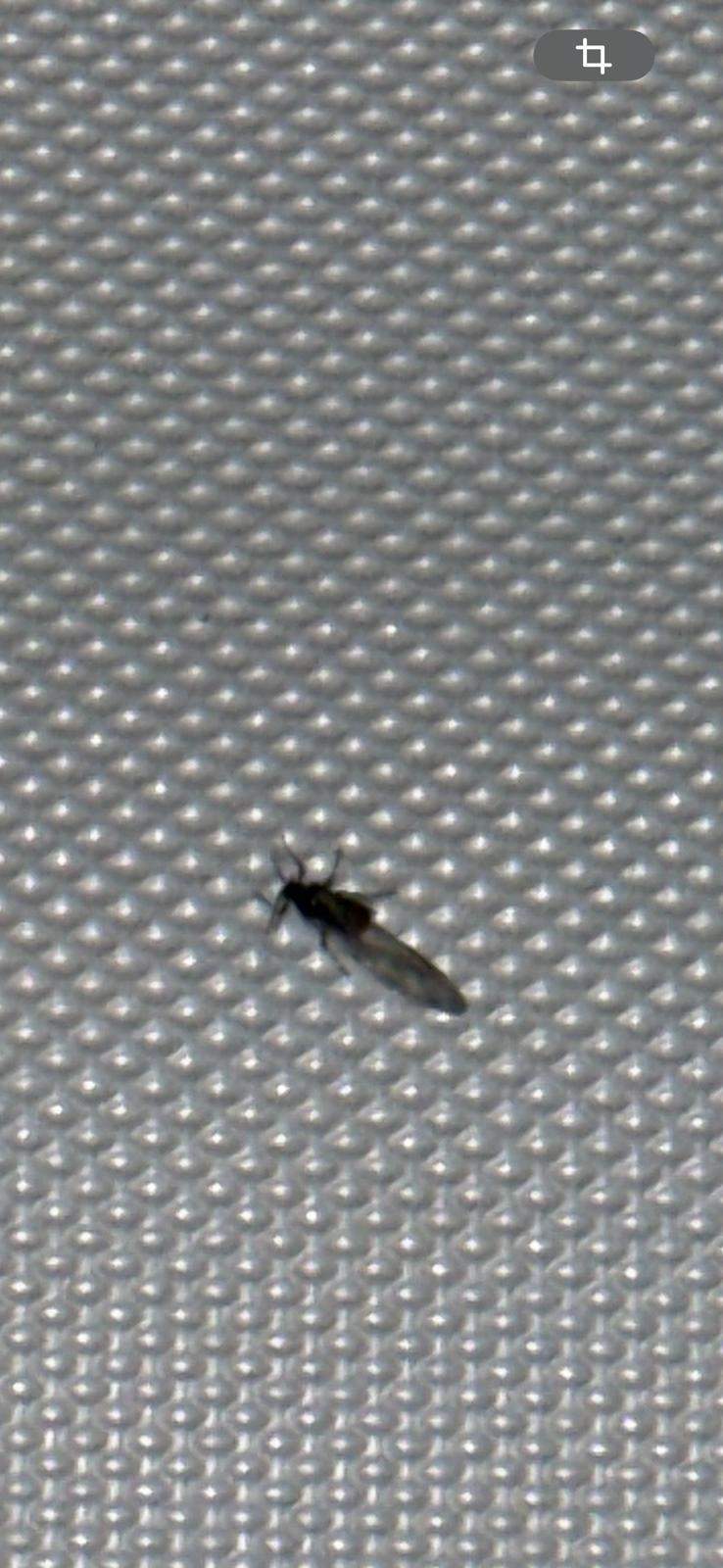Was ist das für ein Insekt? (Schädlinge, Insektenbestimmung)