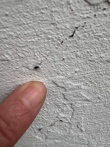 Was ist das für ein Insekt? (Insekten, Spinnen, Schädlinge)