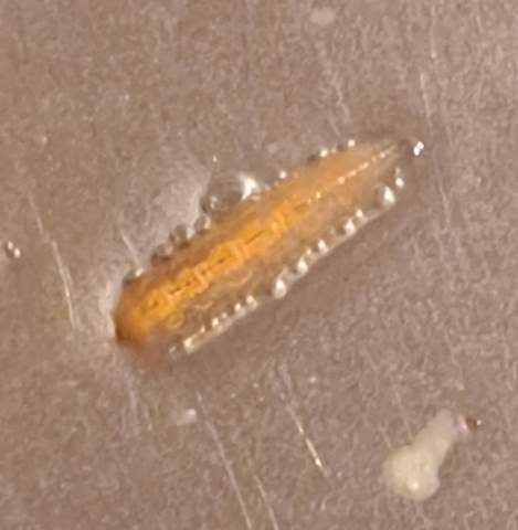 Was ist das für ein Insekt? (Insekten, Insektenbestimmung)