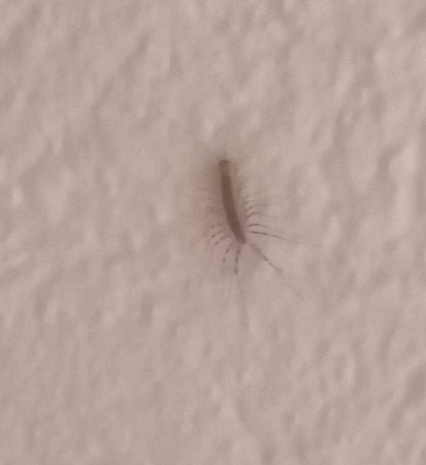 Was ist das für ein Insekt? (ungeziefer-in-wohnung, schaedlinge-im-haus)