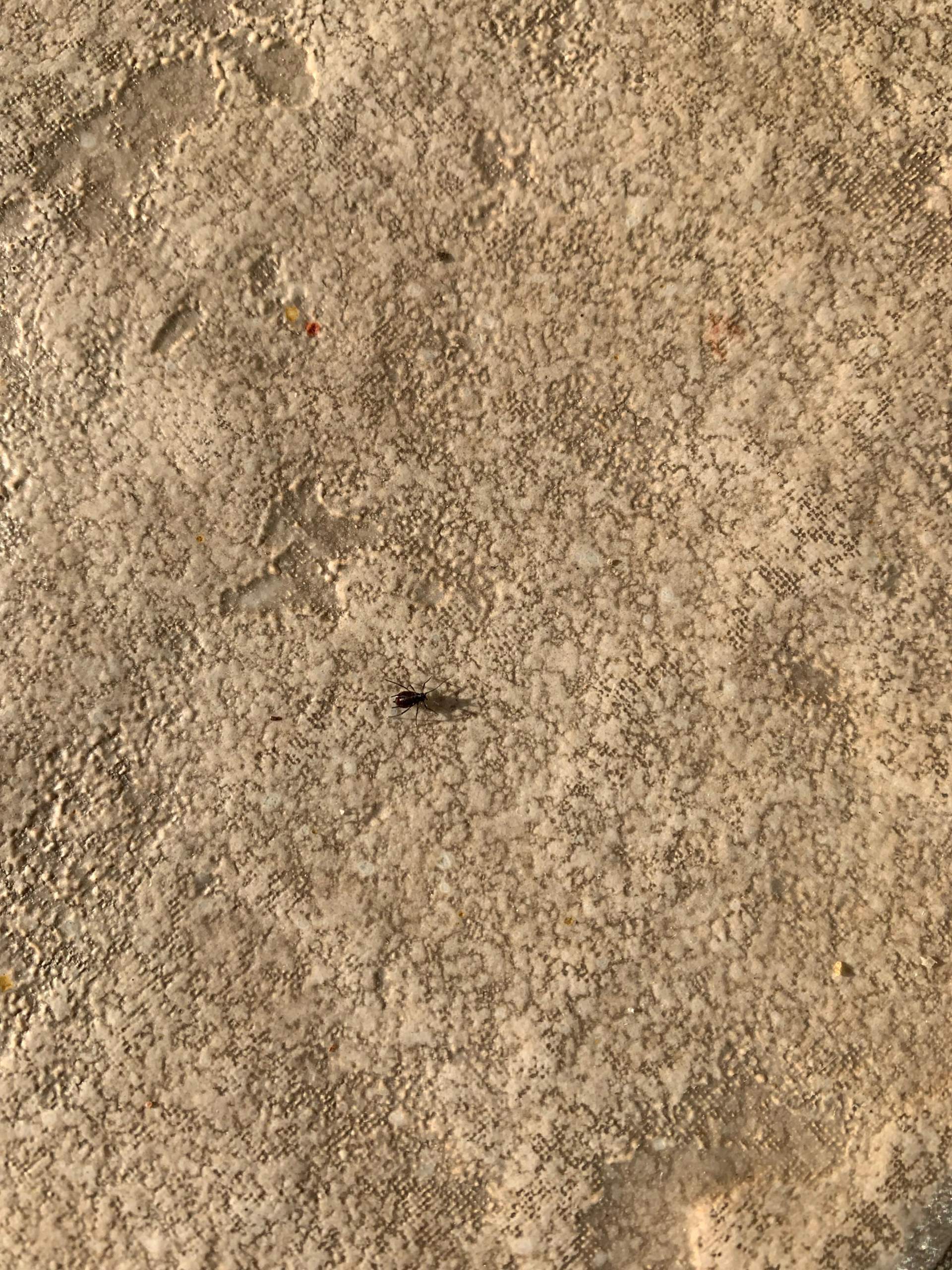 Was ist das für ein Insekt? Eine Zecke? (Insekten, Ungeziefer, Parasiten)