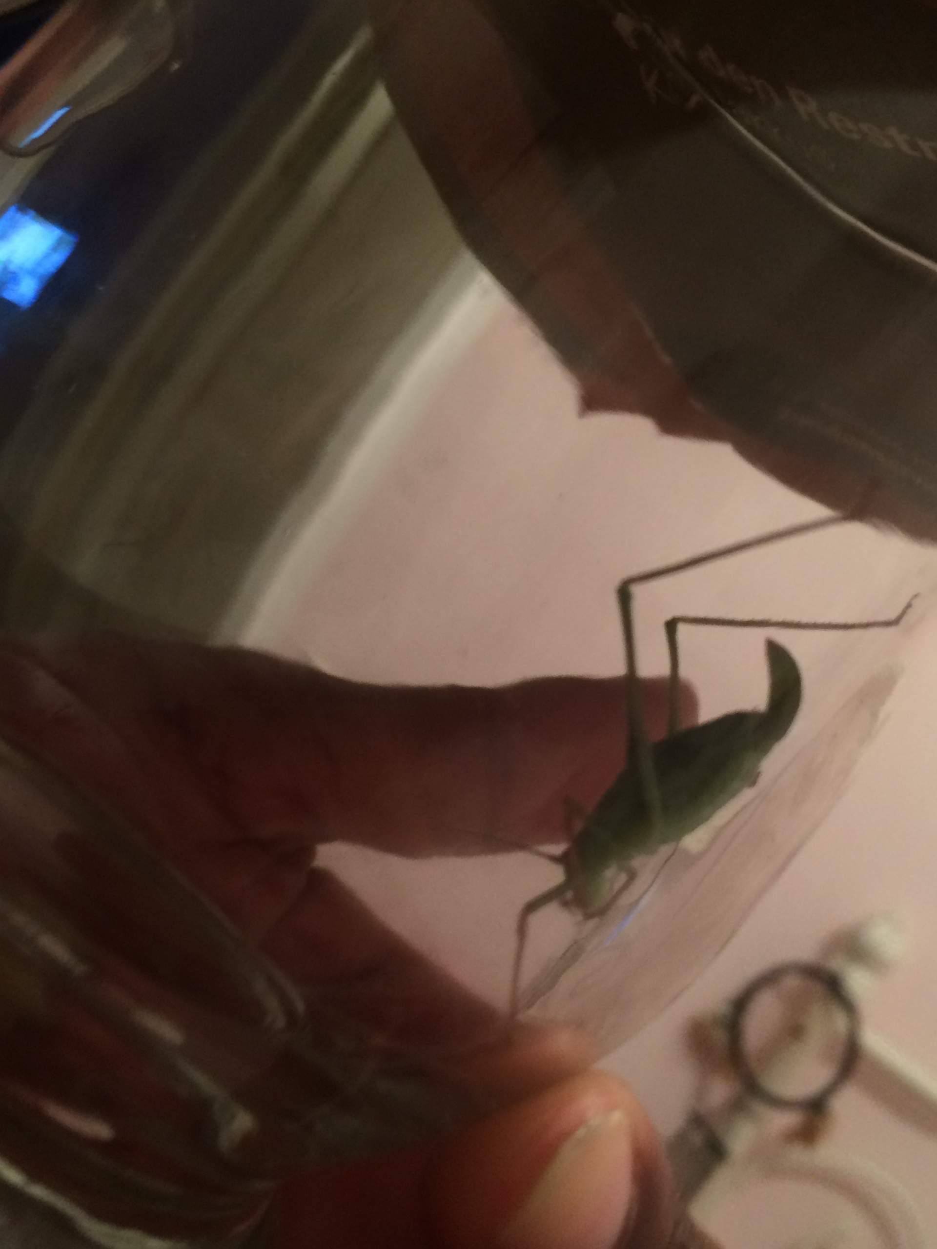 Was ist das für ein Insekt grün mit Stachel ? (Tiere, Insekten ...