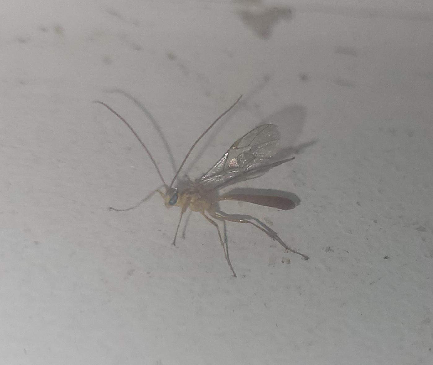 Was ist das für ein Insekt in der Wohnung? (Insekten, Schädlinge ...