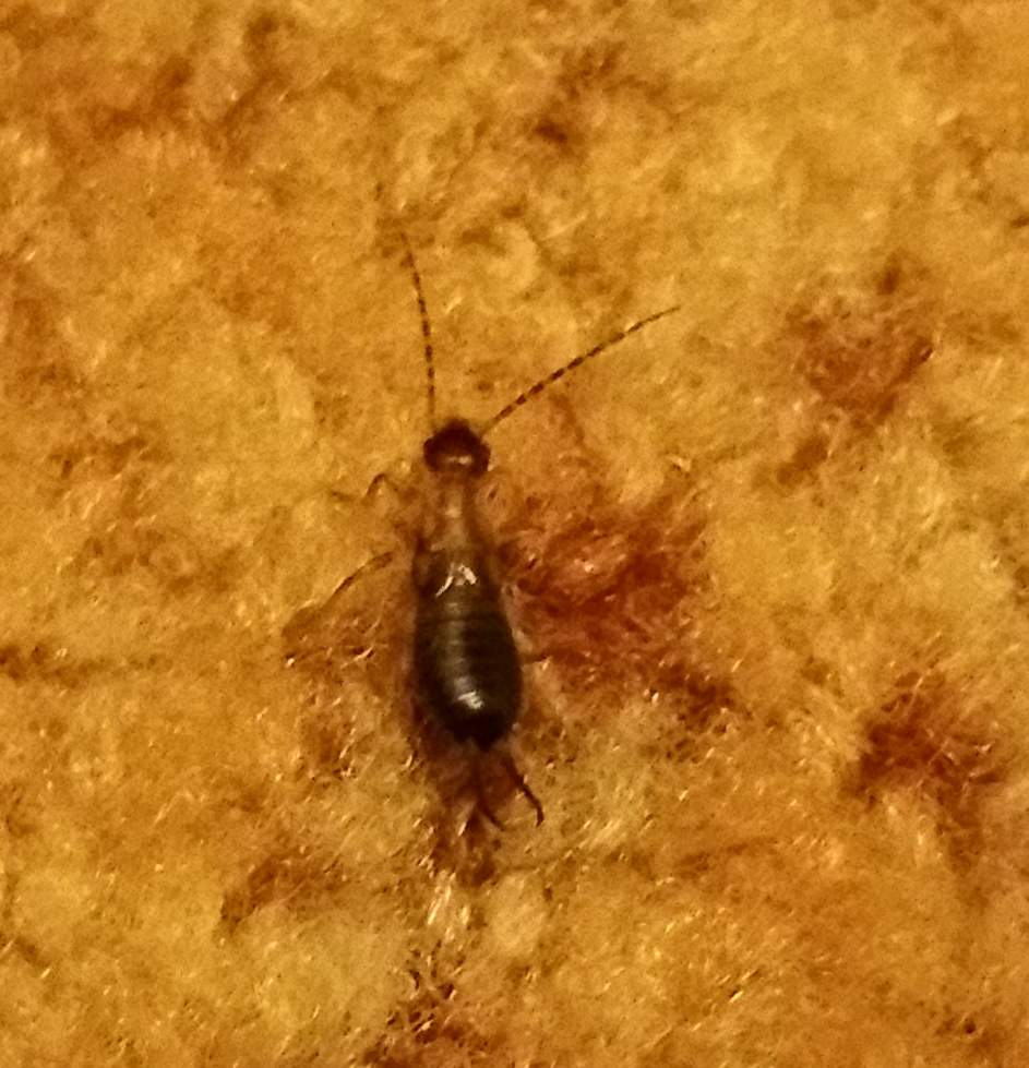 Was ist das für ein insekt? klein insekt? (Sommer, Insekten)