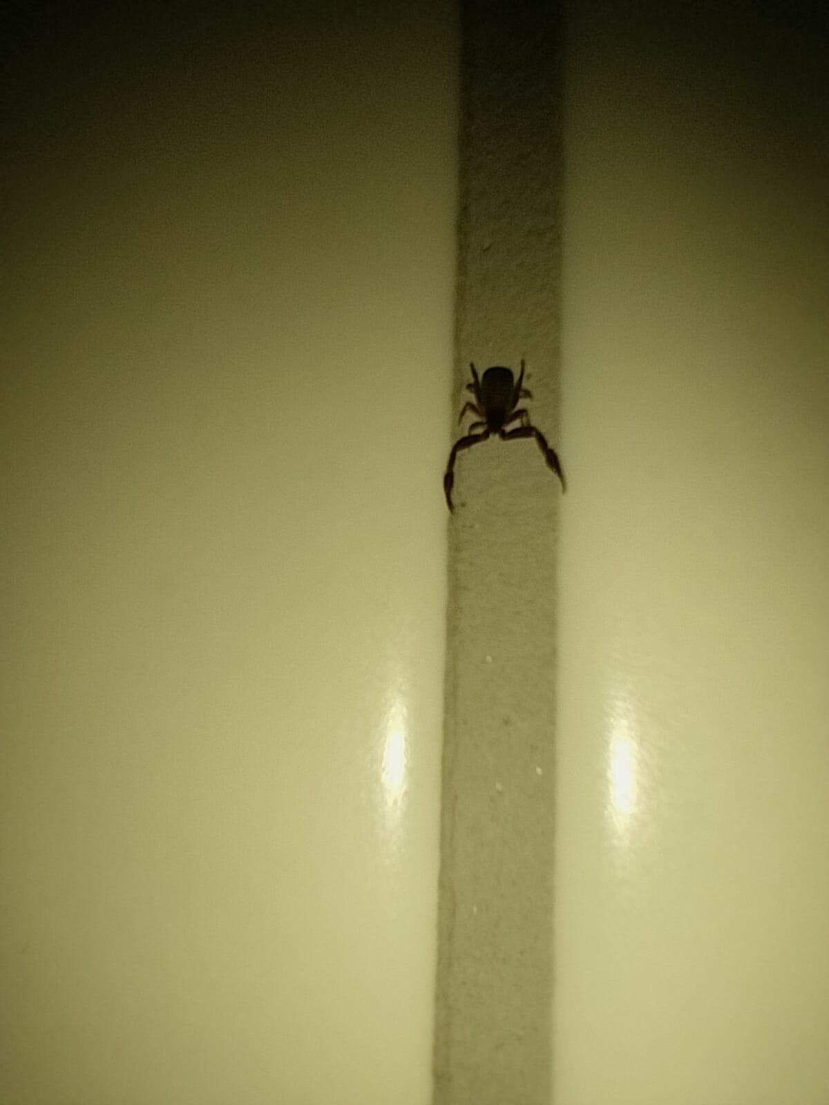 Was ist das für ein Insekt oder Tierchen? (Schädlinge, Ungeziefer, giftig)