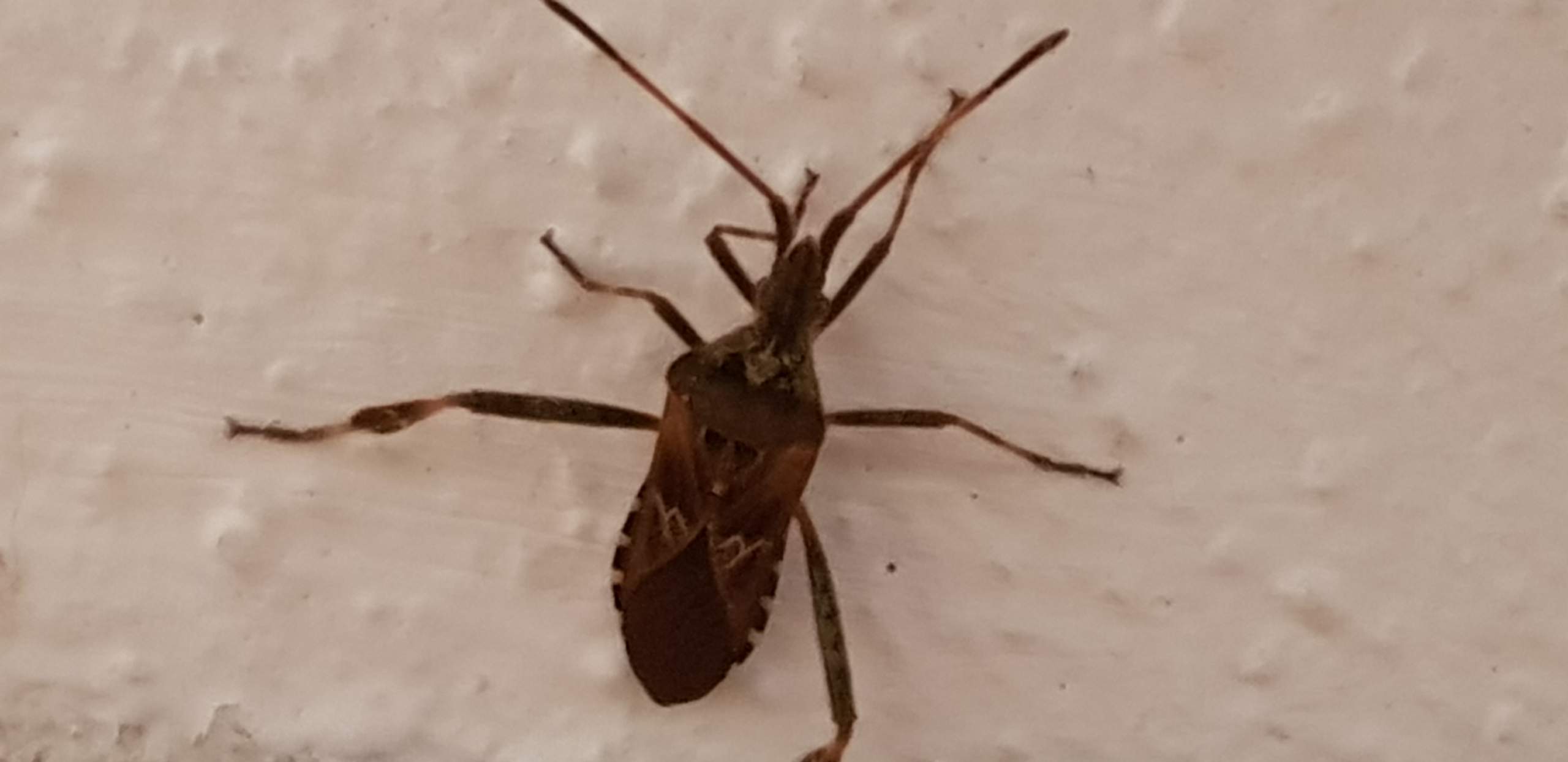 Was ist das für ein Insekt? Wanze? Ungeziefer? (Insekten)