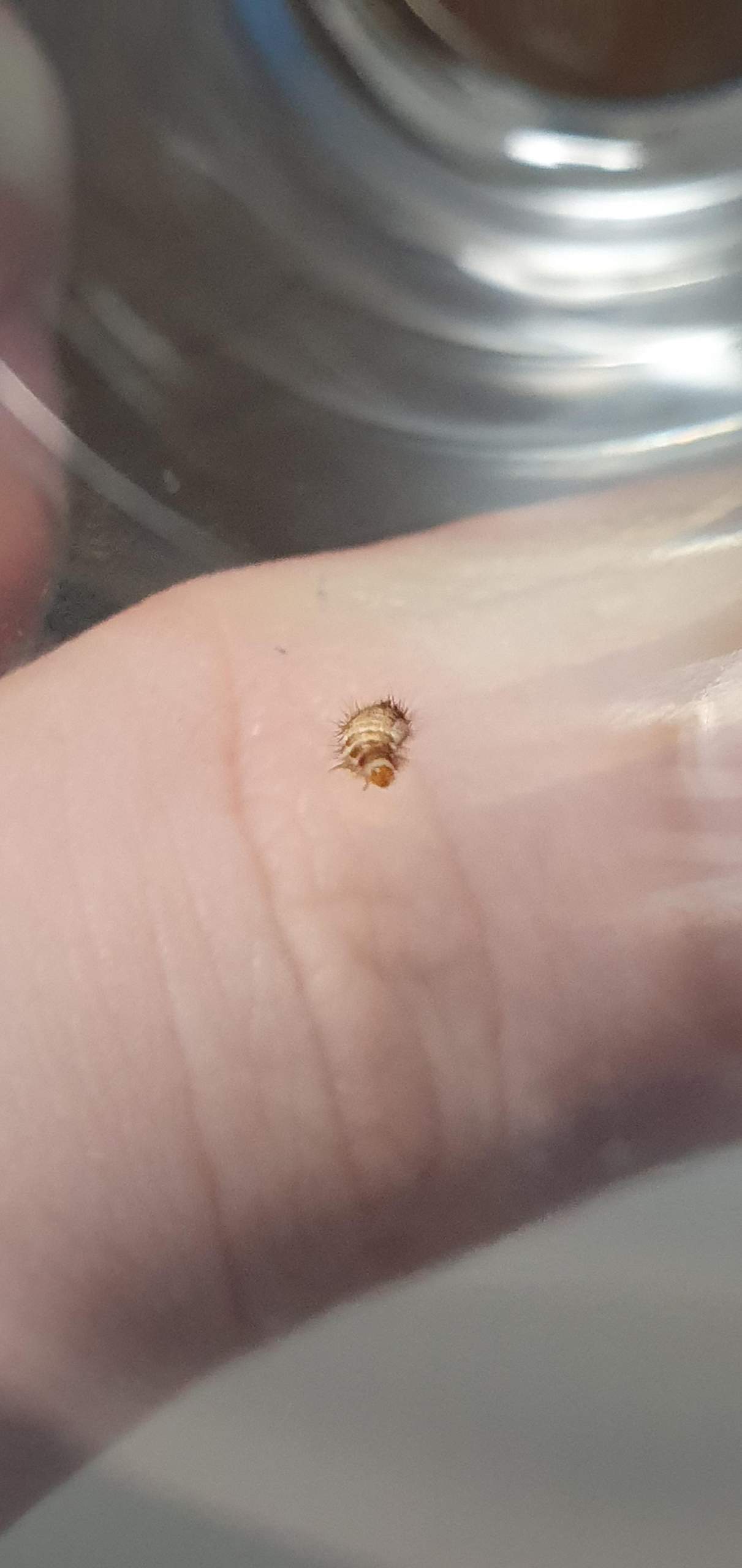 Was ist das für ein Insekt/Larve in meinem Bett? (Insekten, Käfer ...