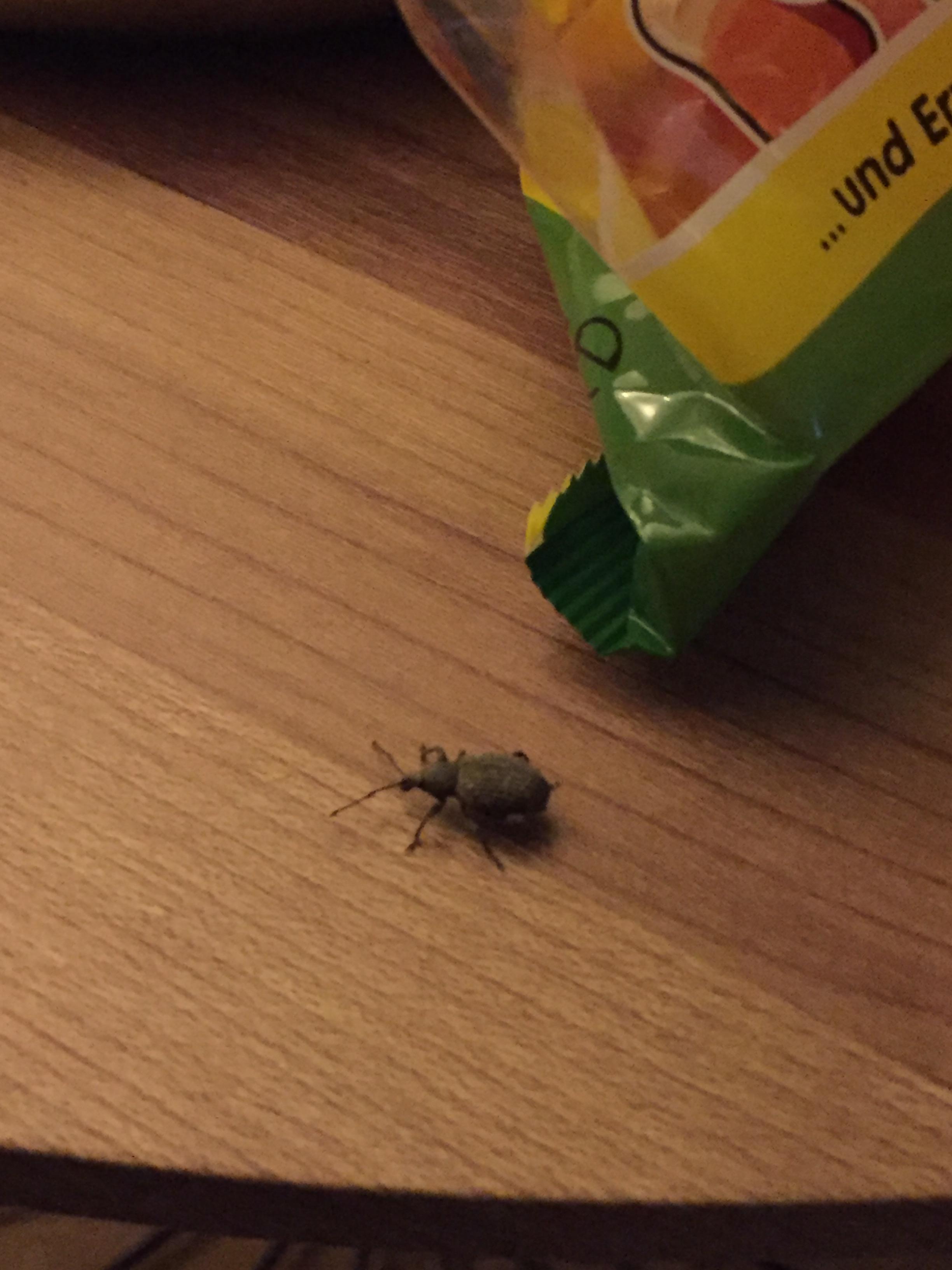 Was ist das für ein Käfer & wie werde ich die los? (Insekten)