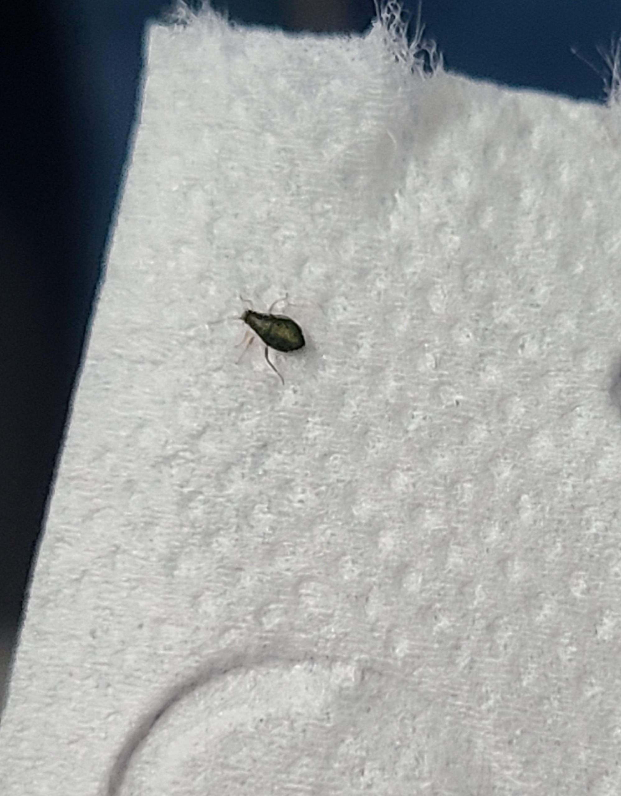 Was ist das für ein Käfer? (Insekten, Schädlinge, Ungeziefer)