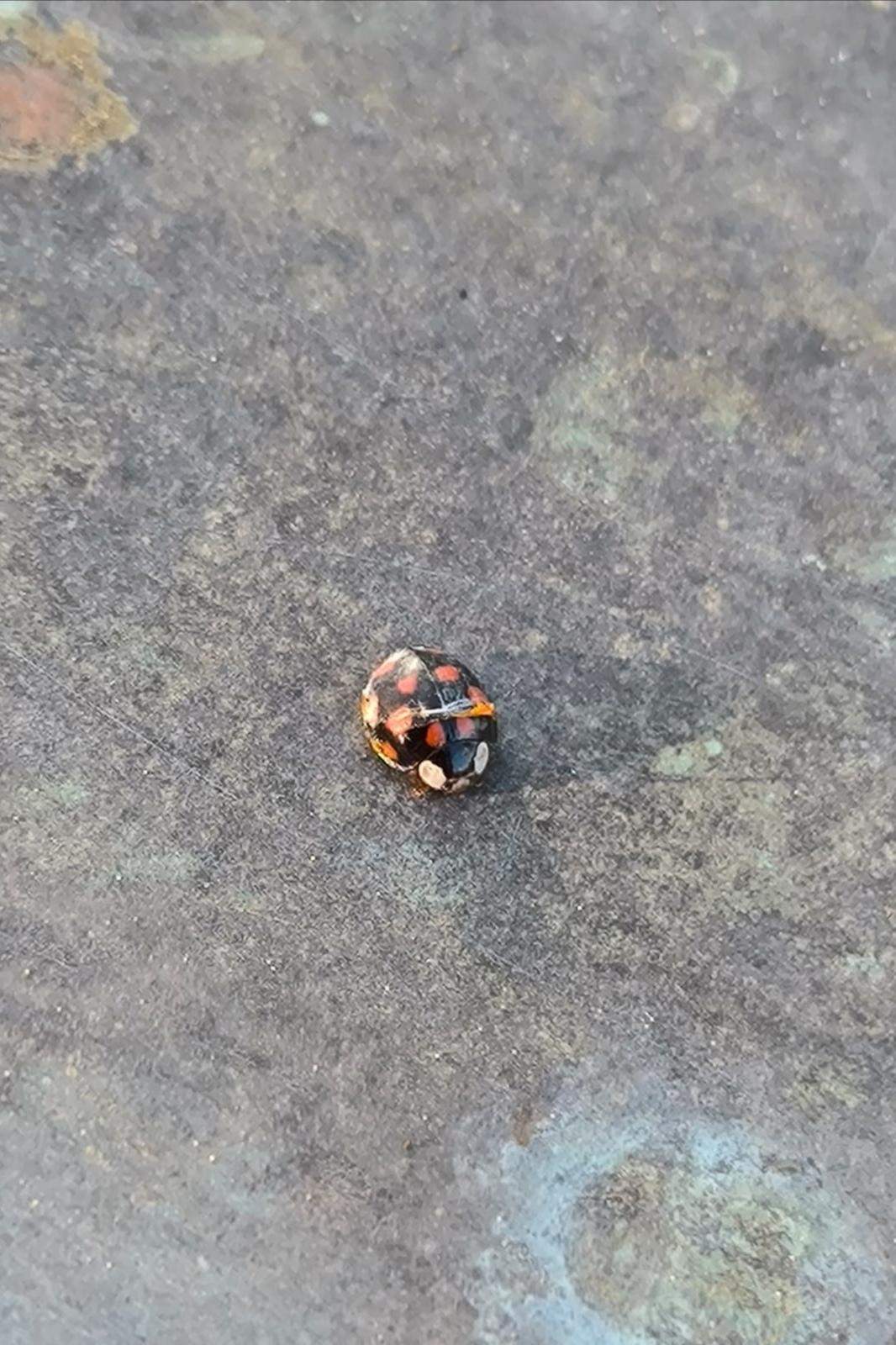 Was ist das für ein Käfer? (Tiere, Biologie, Natur)