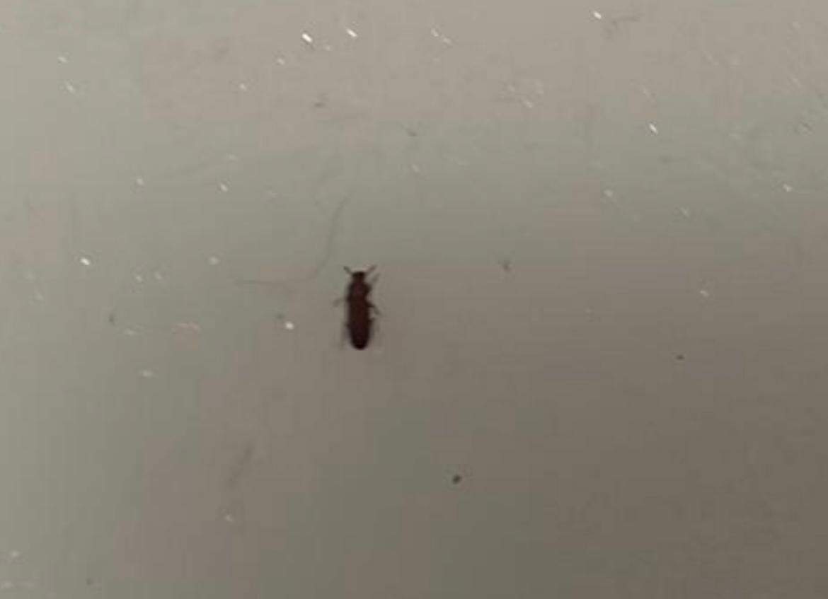 Was ist das für ein Käfer? (Tiere, Biologie, Natur)