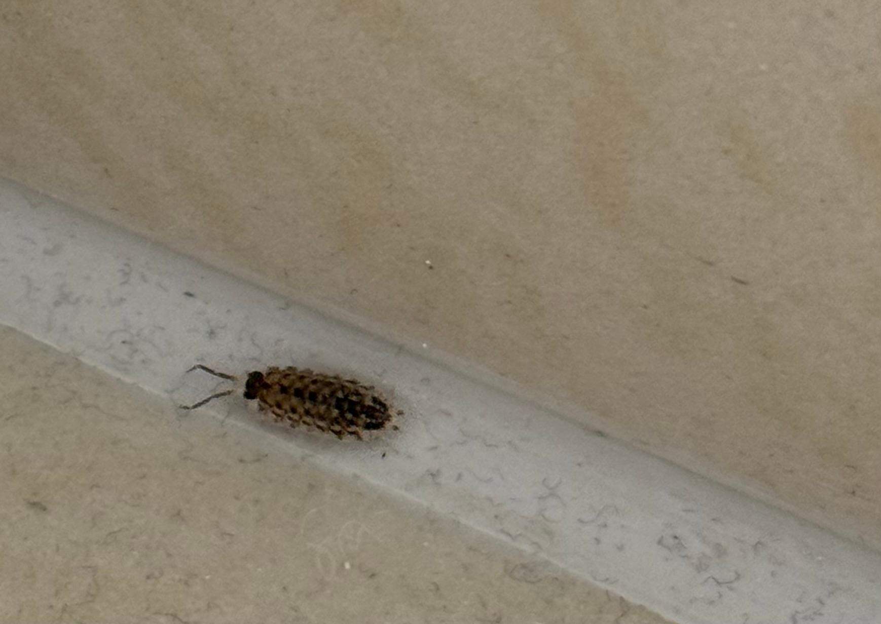 Kleiner Kafer Wohnung