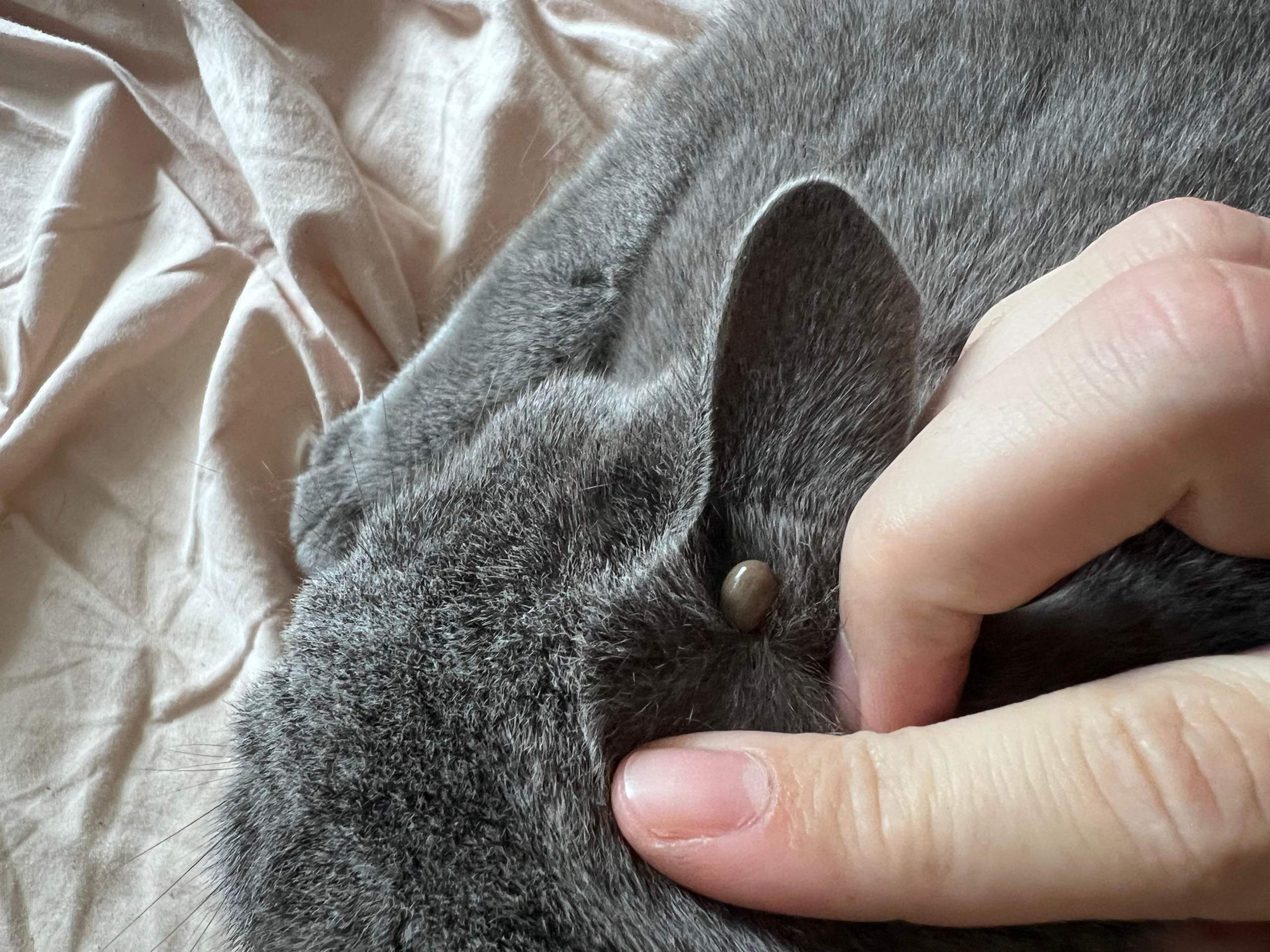 Junge Katze Knubbel Am Bauch - creativolkz