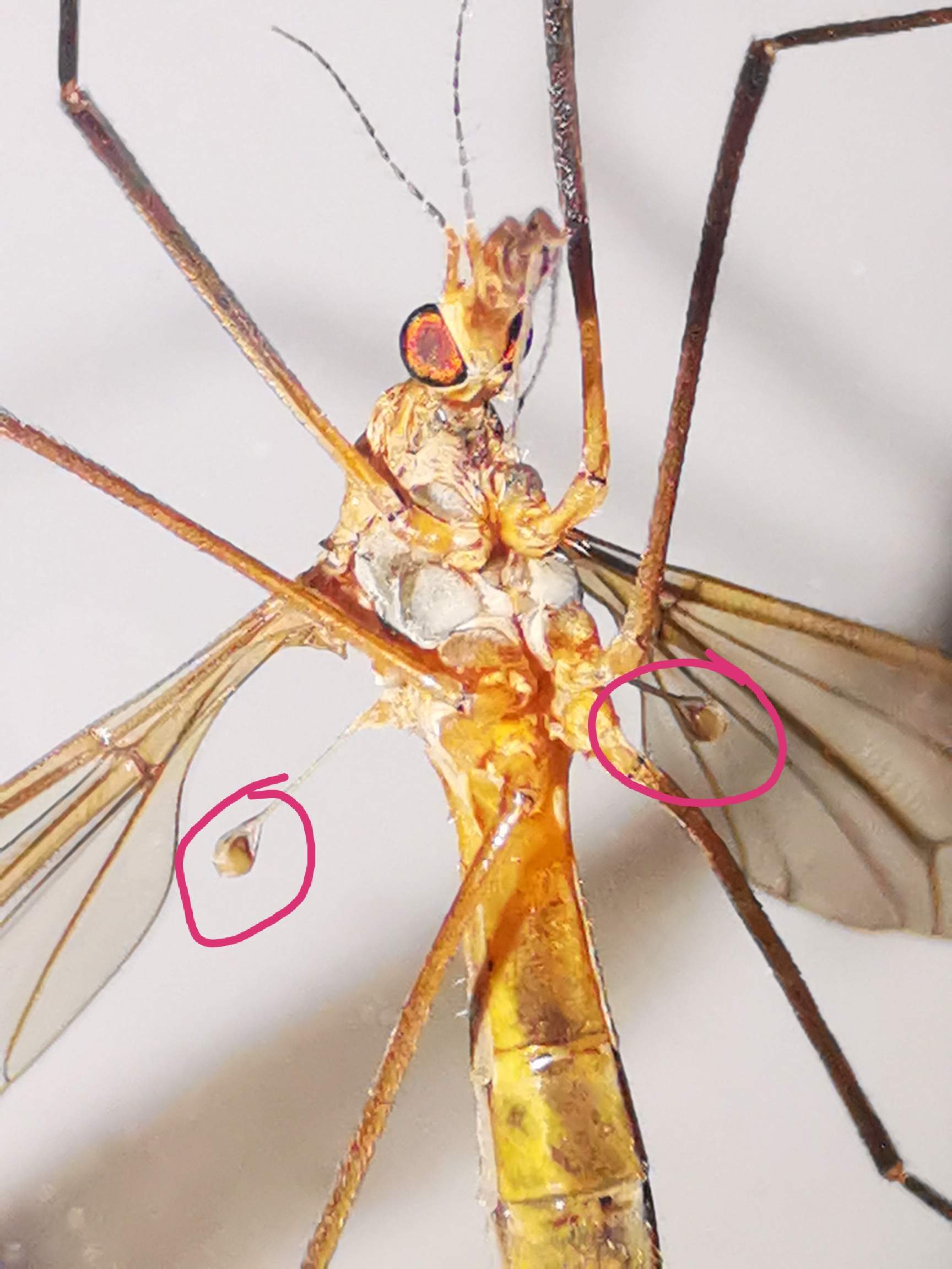 Was ist das für ein Organ an dieser Schnake? (Computer, Insekten ...