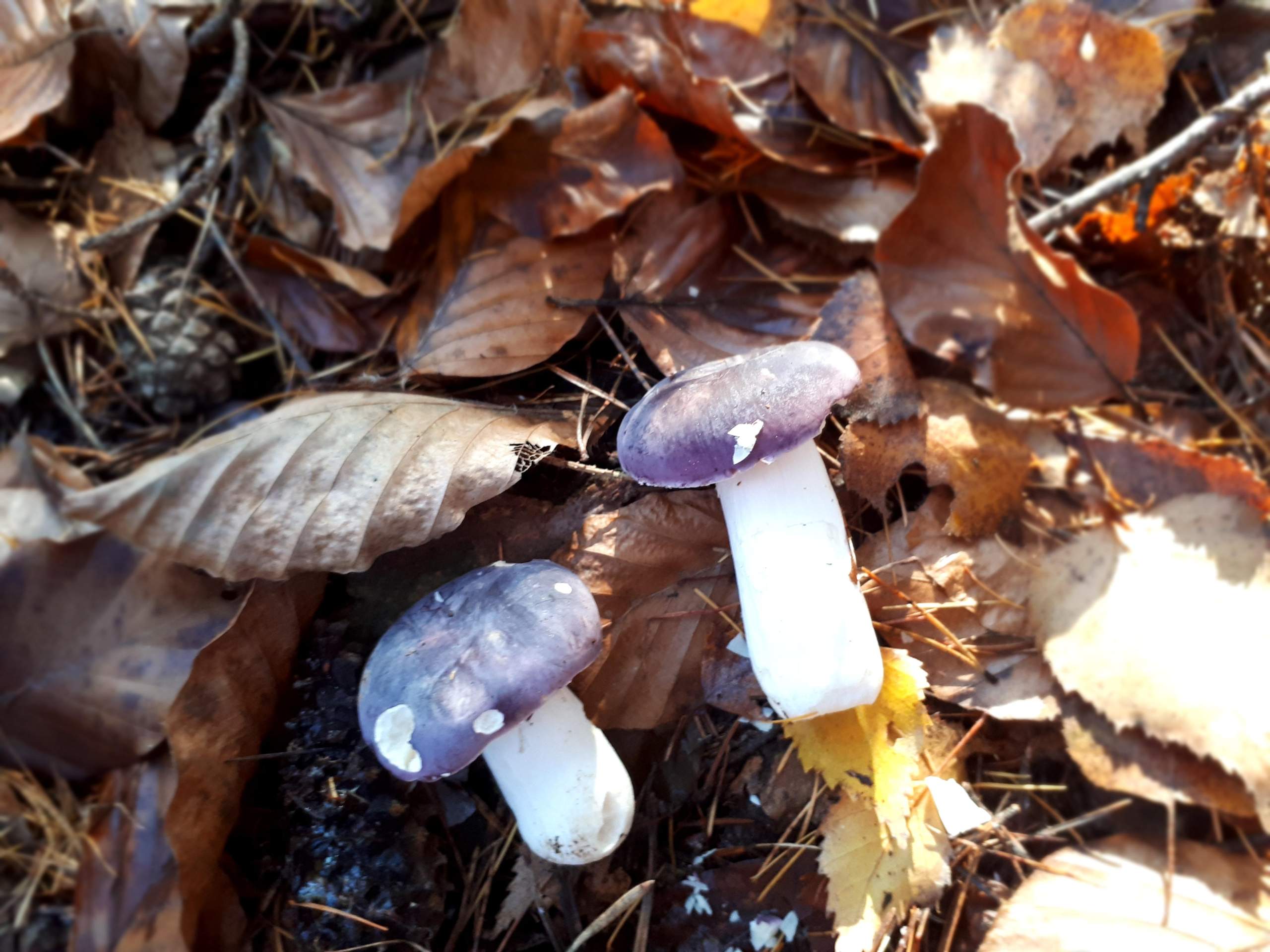 Was ist das für ein Pilz? (Wald, Pilze, Gift)